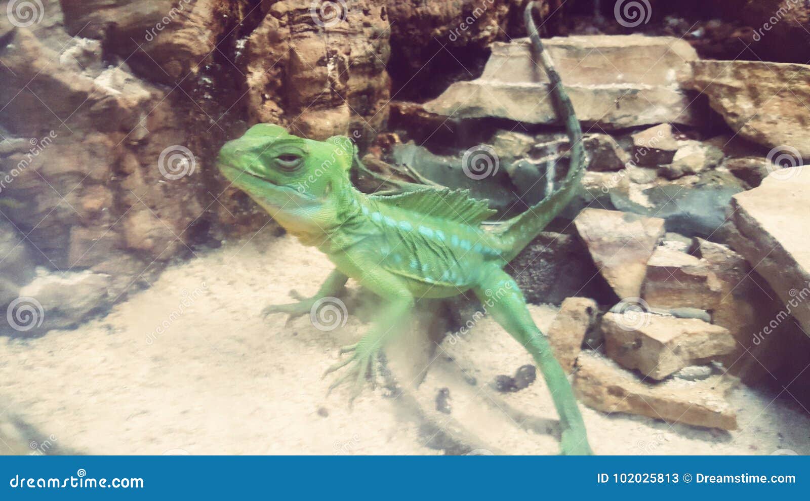 Lizard Staring Competition Stock Photos - Free & Royalty-Free Stock ...