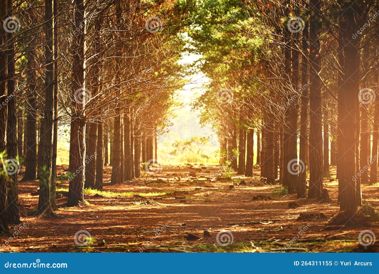 Whatever Route You Take, Make Sure Its Beautiful. a Row of Trees in ...