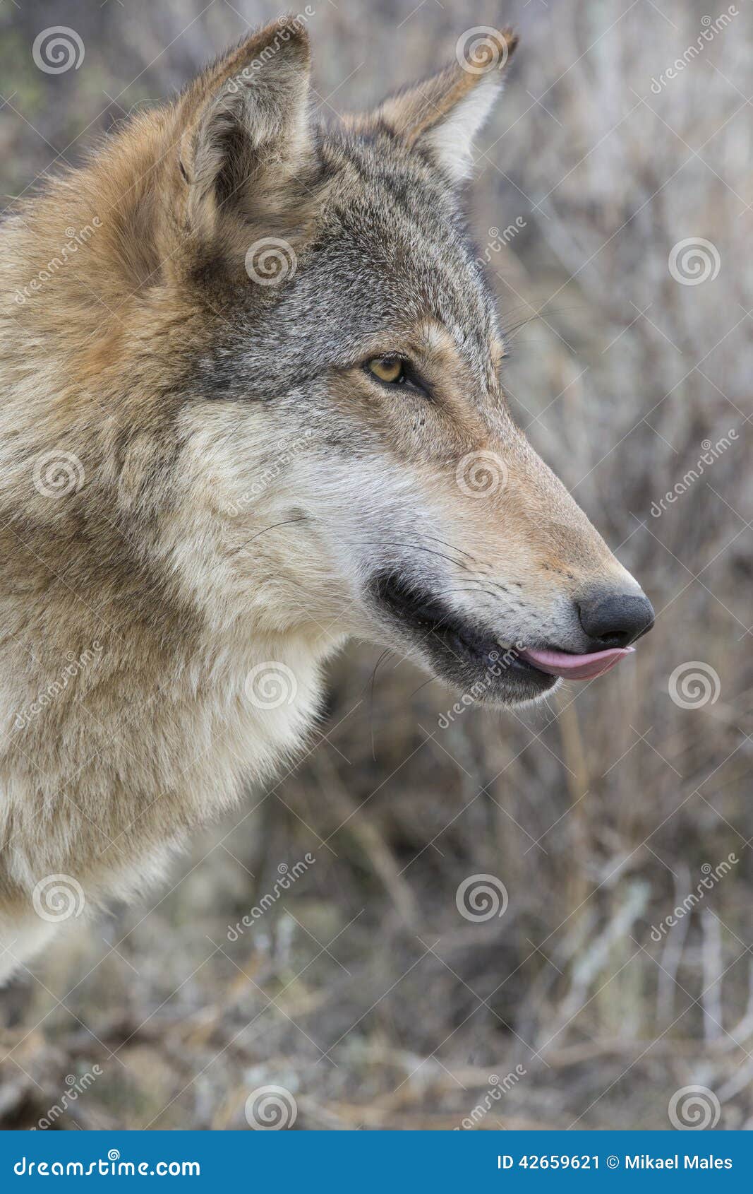 Whats for dinner stock image. Image of america, bones - 42659621