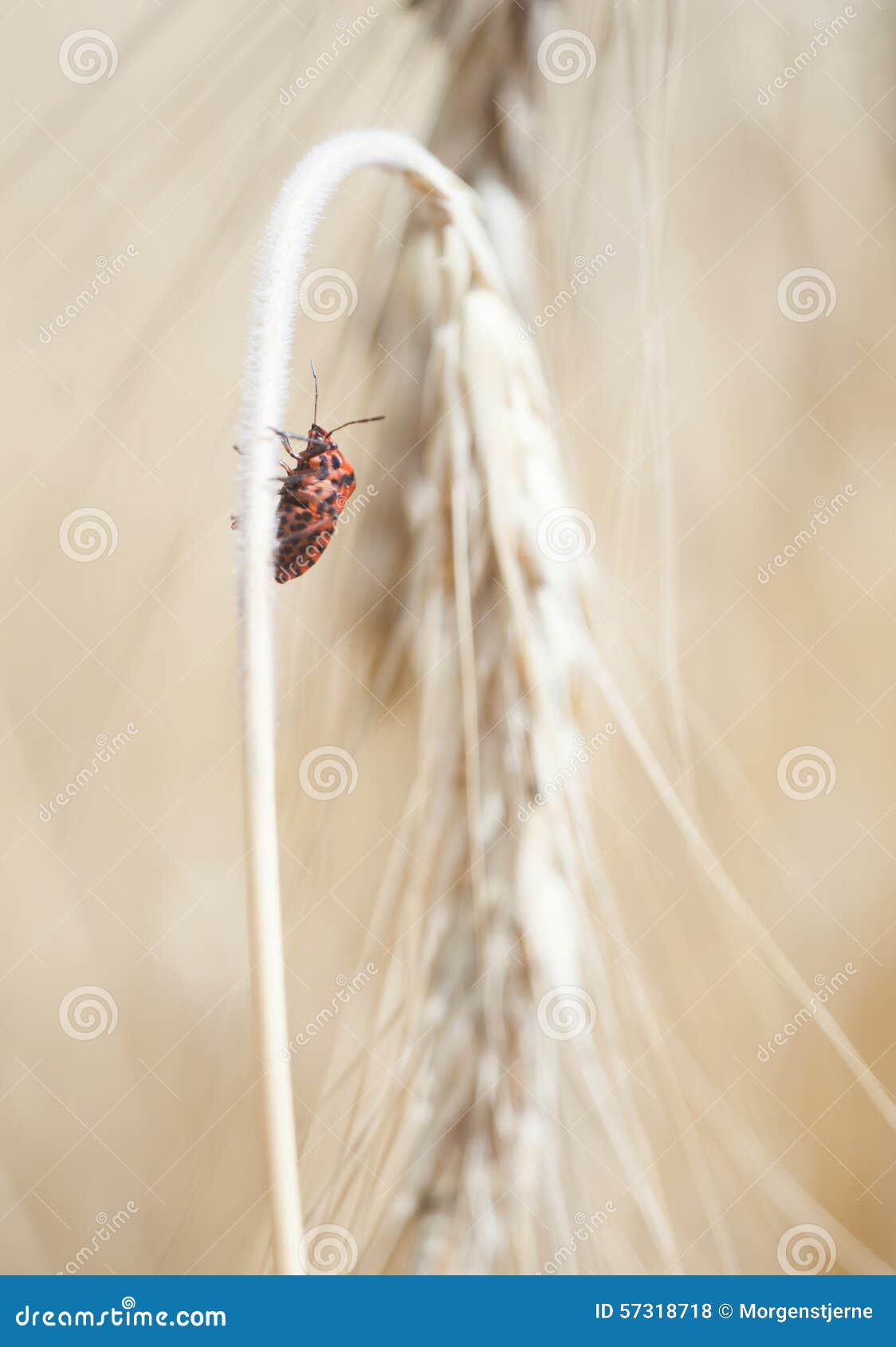 Wheal E Papaver Secos Com O Inseto No Campo Amarelo Foto de Stock ...