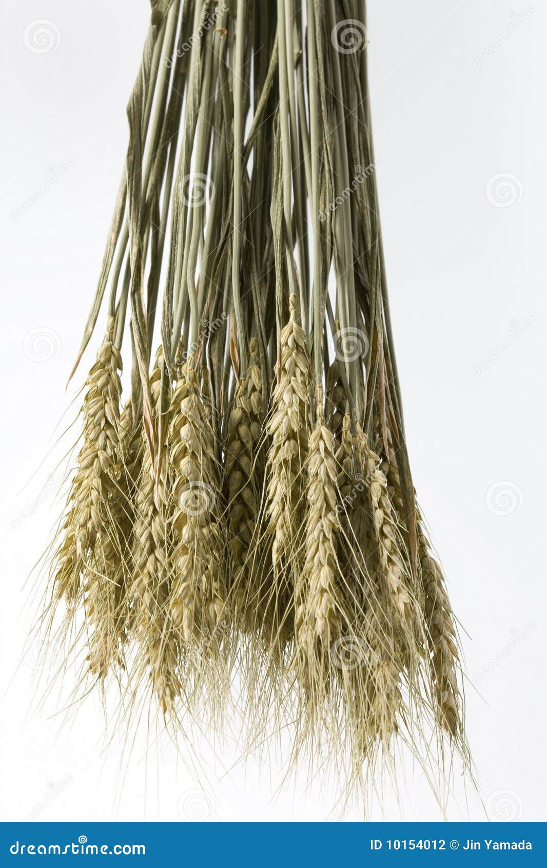 Wheat stock photo. Image of white, crop, food, still - 10154012