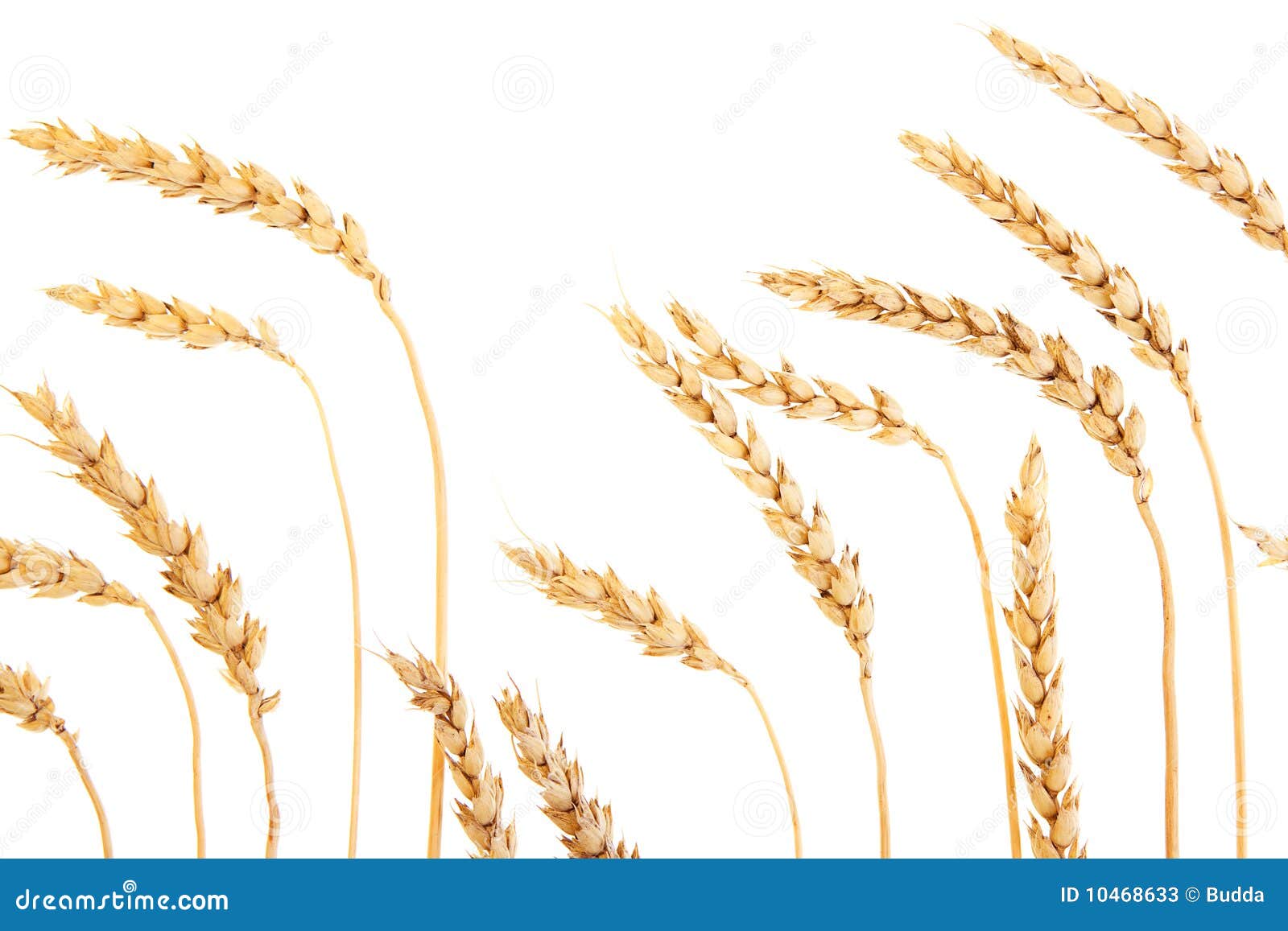 Wheat stock image. Image of agriculture, close, abundance - 10468633