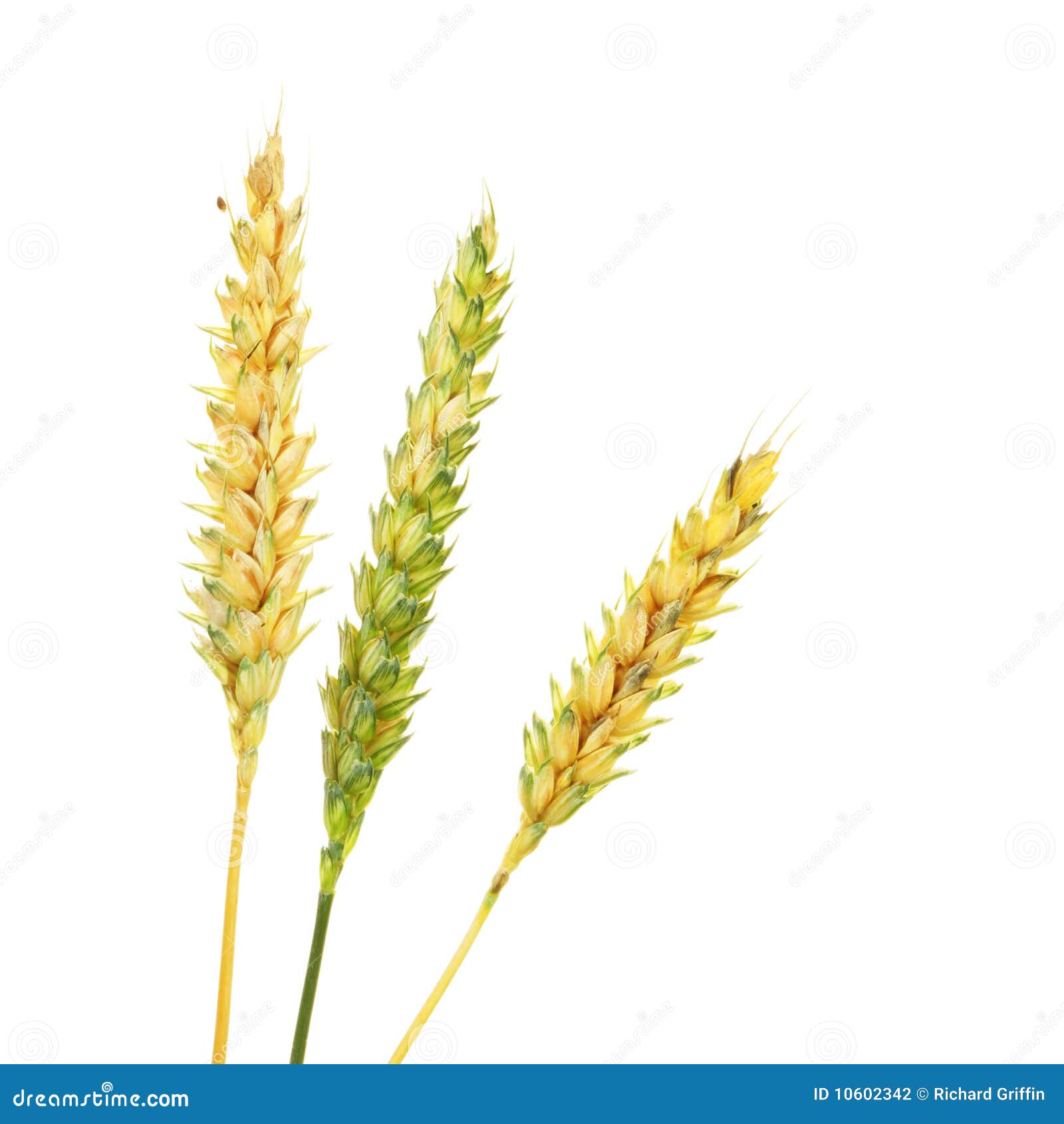 Wheat stock photo. Image of crop, grain, stem, golden - 10602342