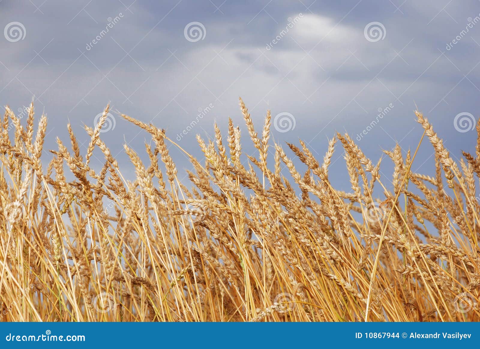 Wheat stock photo. Image of autumn, agriculture, color - 10867944