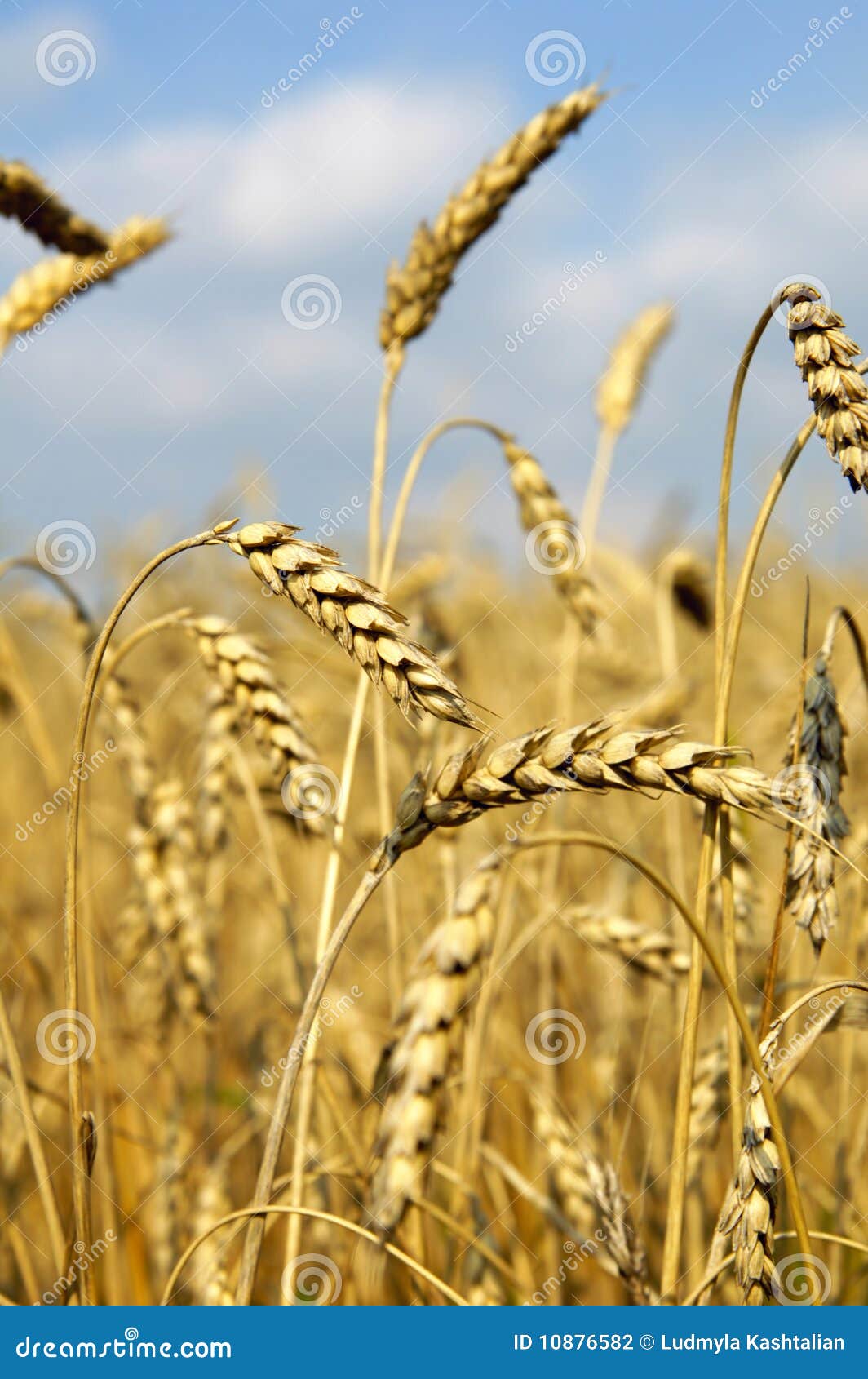Wheat stock photo. Image of grain, cereals, crop, crops - 10876582