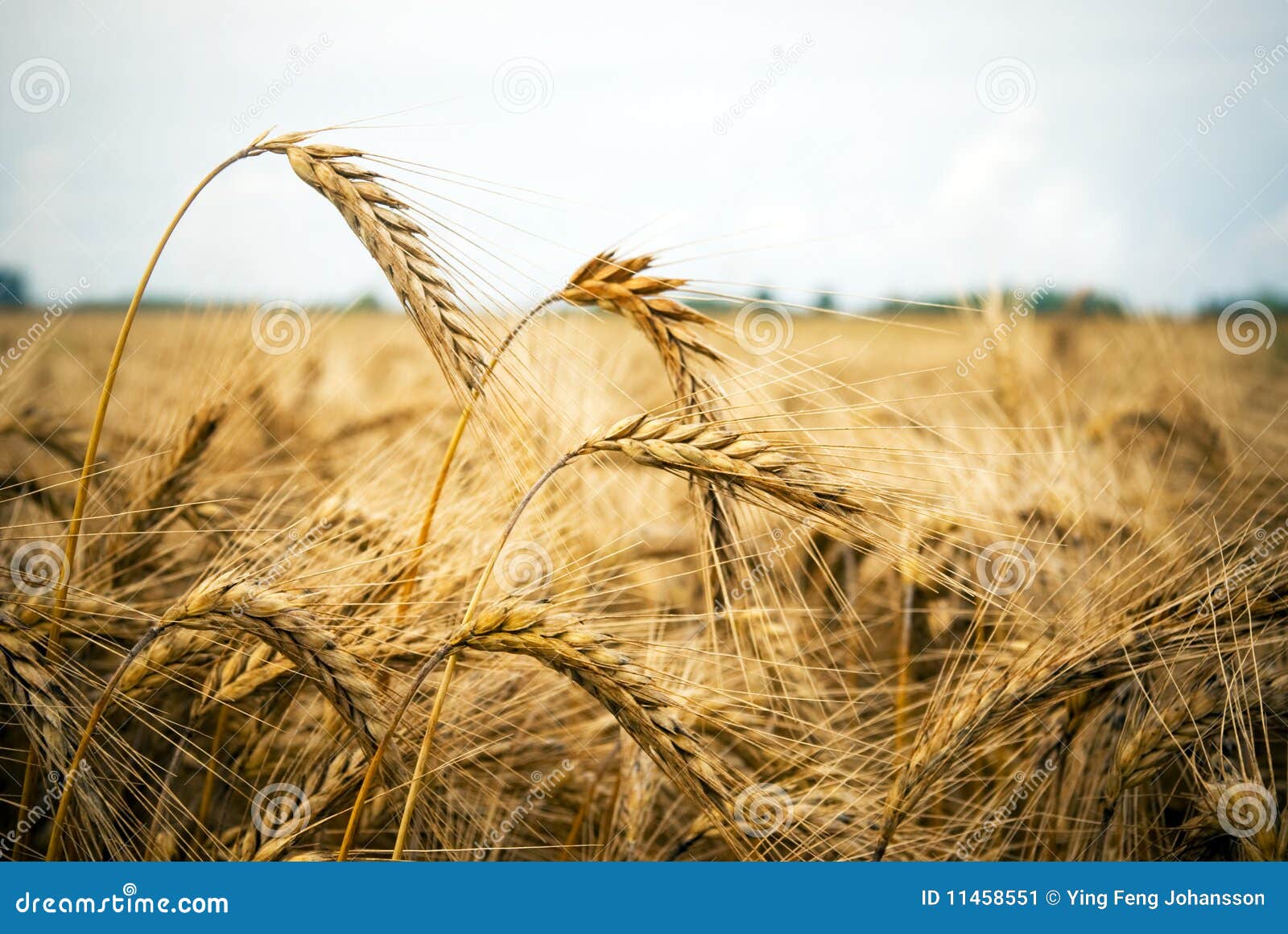 Wheat stock image. Image of country, cereal, beautiful - 11458551