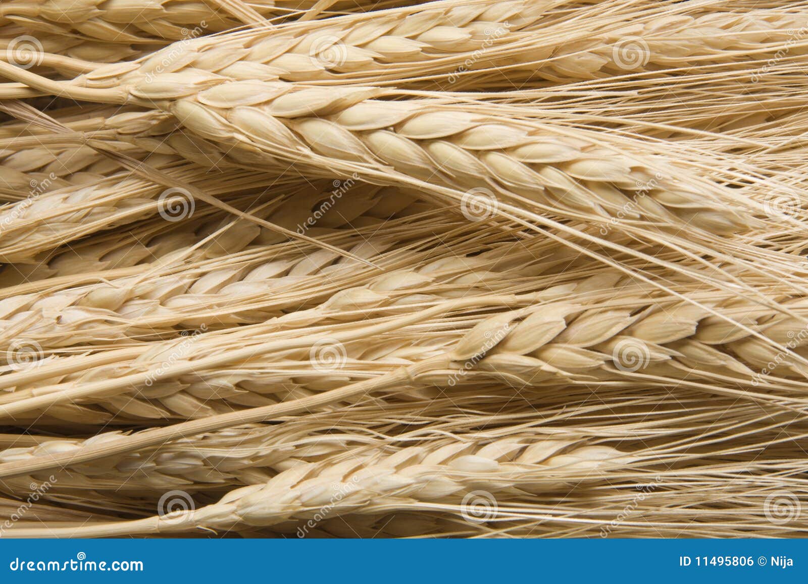 Wheat stock photo. Image of healthy, ripe, crop, spike - 11495806