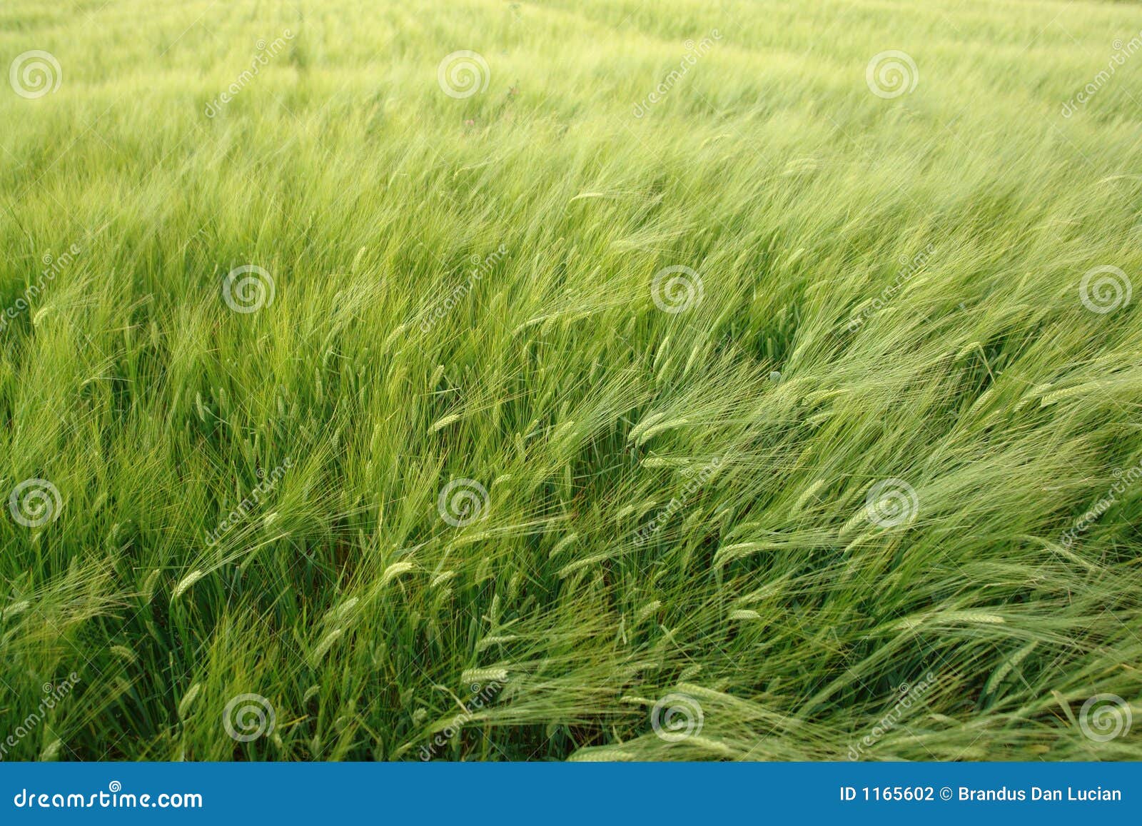 Baragan Fields Stock Photos - Free & Royalty-Free Stock Photos from ...