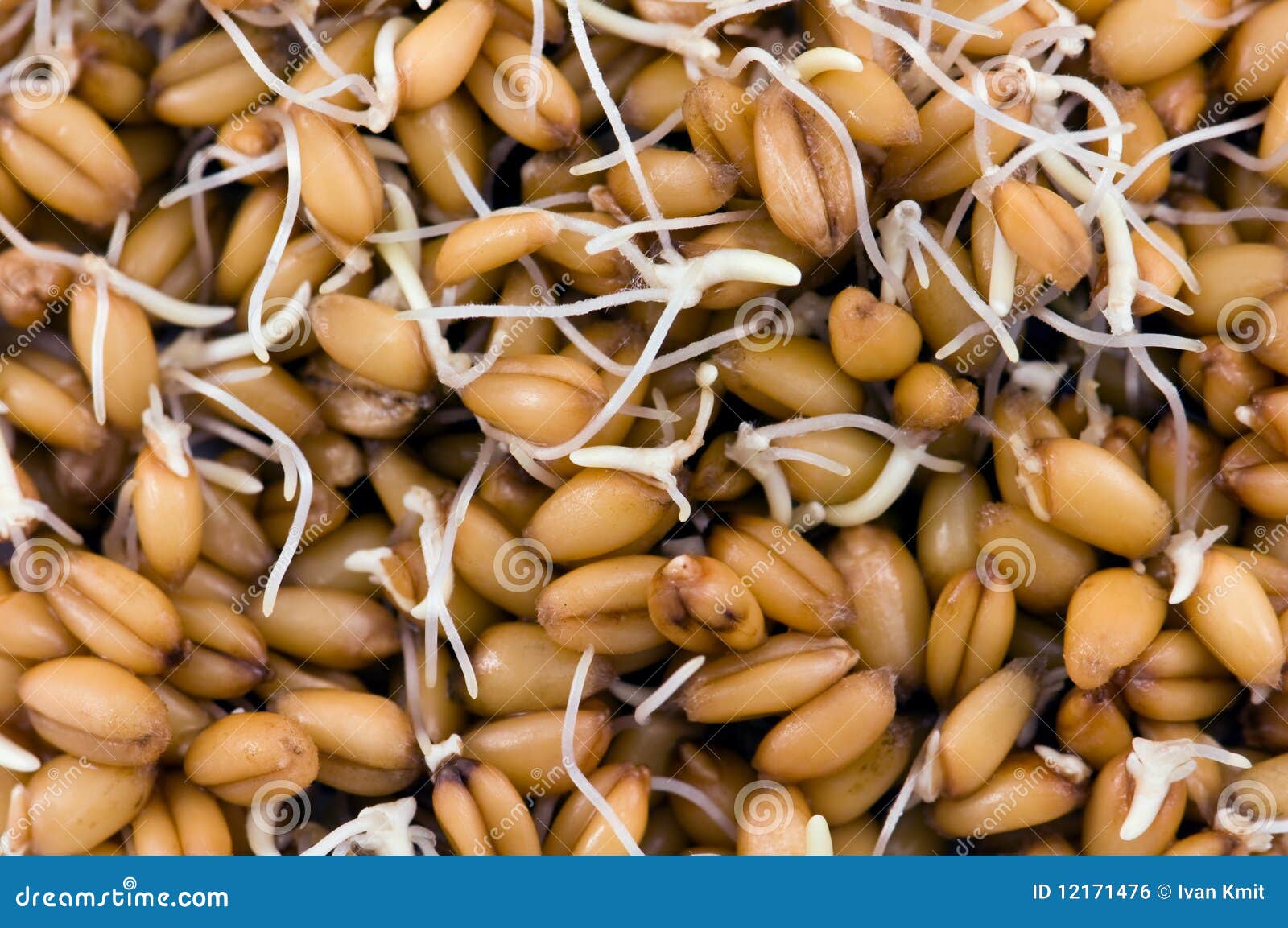 Wheat stock photo. Image of wheat, small, plant, macro - 12171476
