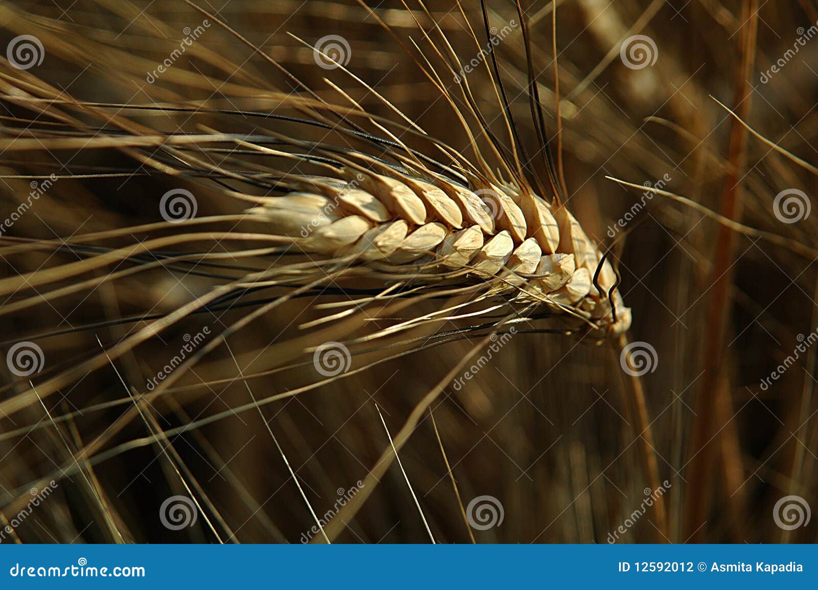 Wheat stock photo. Image of crop, catering, cereal, wheat - 12592012