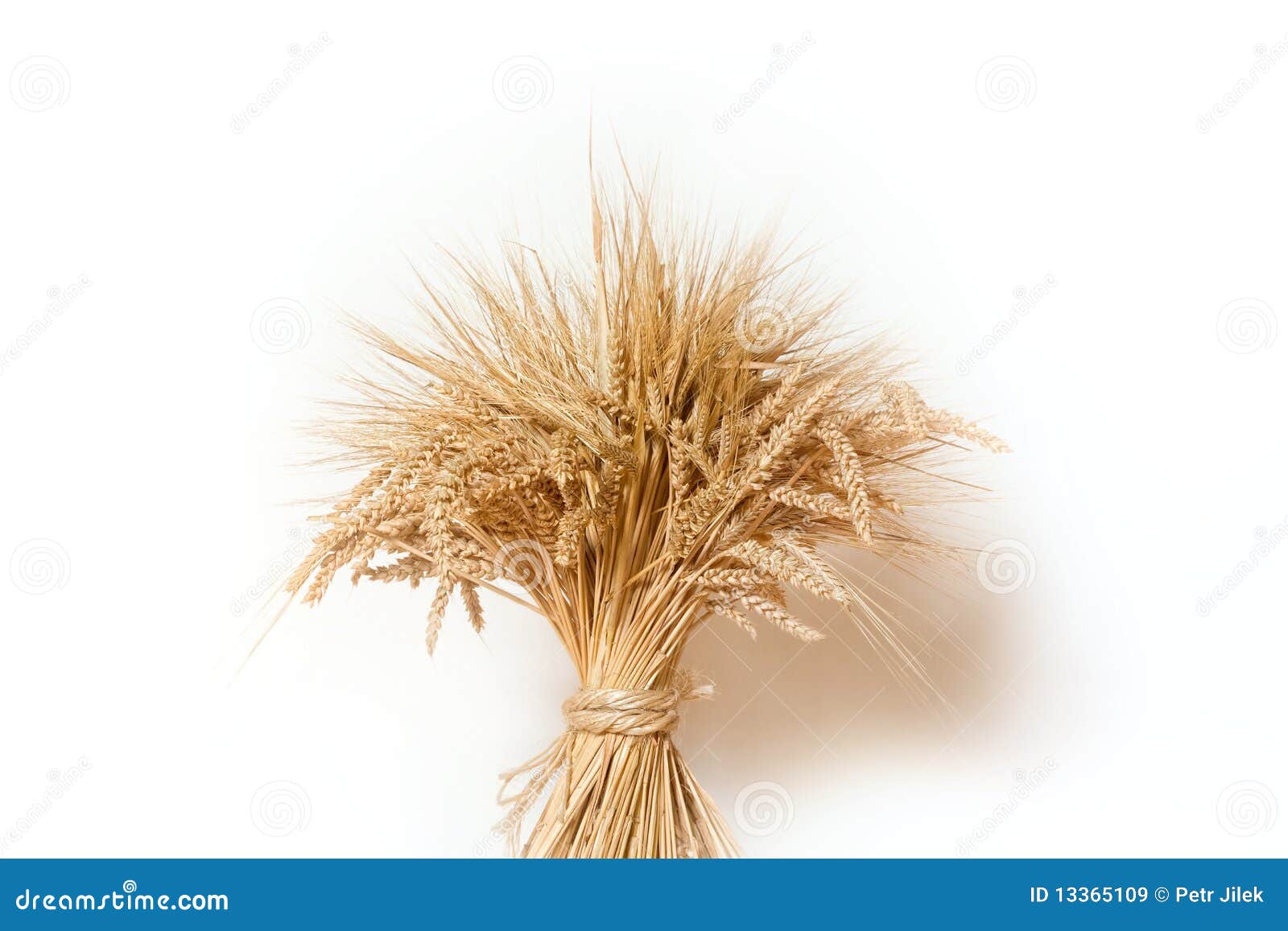Wheat stock image. Image of bunch, food, agriculture - 13365109