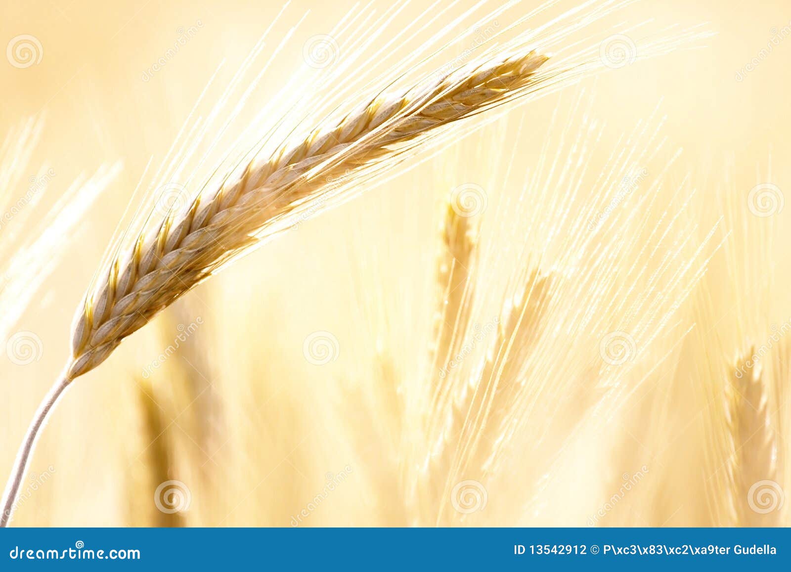 Wheat stock photo. Image of detail, farm, environment - 13542912