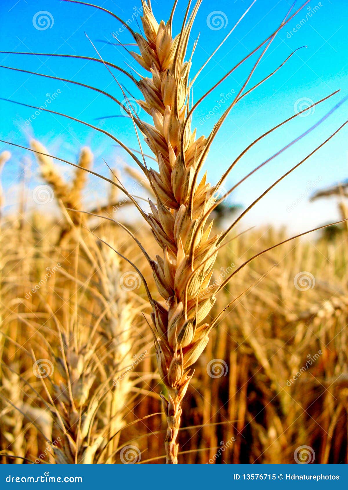 Wheat stock image. Image of crop, grain, closeup, botany - 13576715