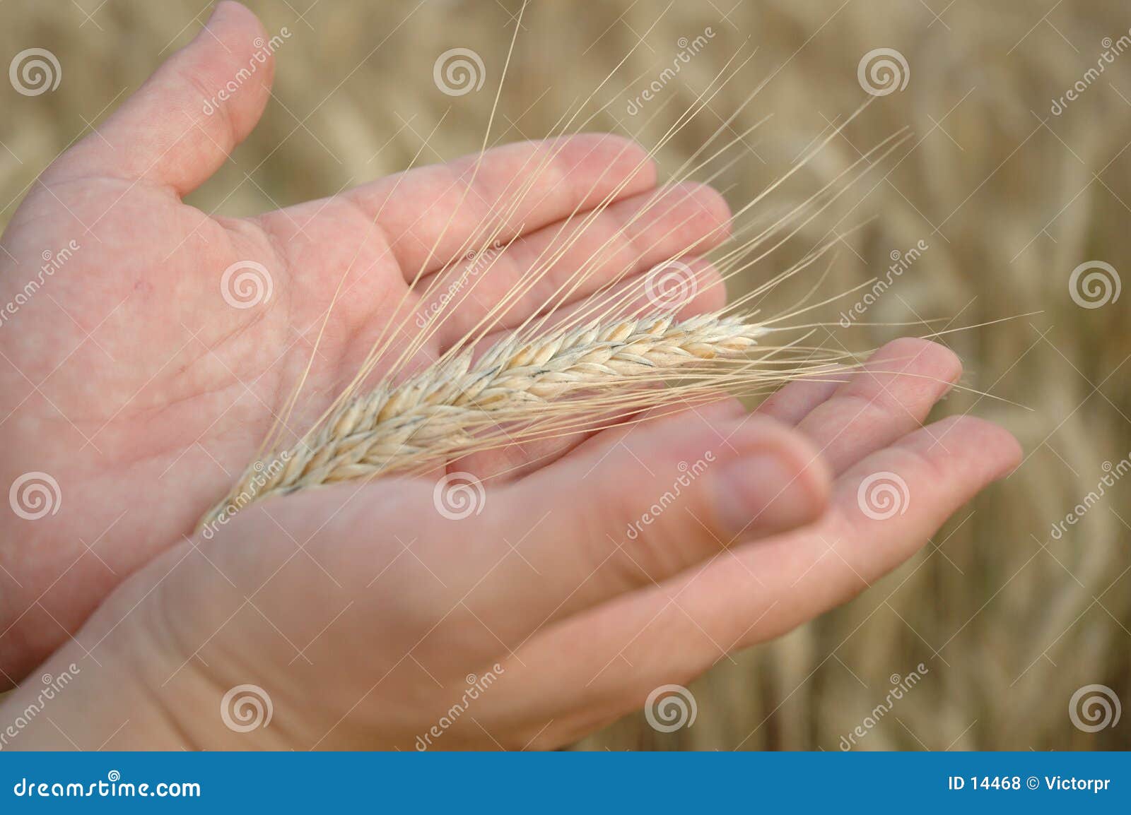 Wheat stock photo. Image of field, wheat, core, grain, bread - 14468