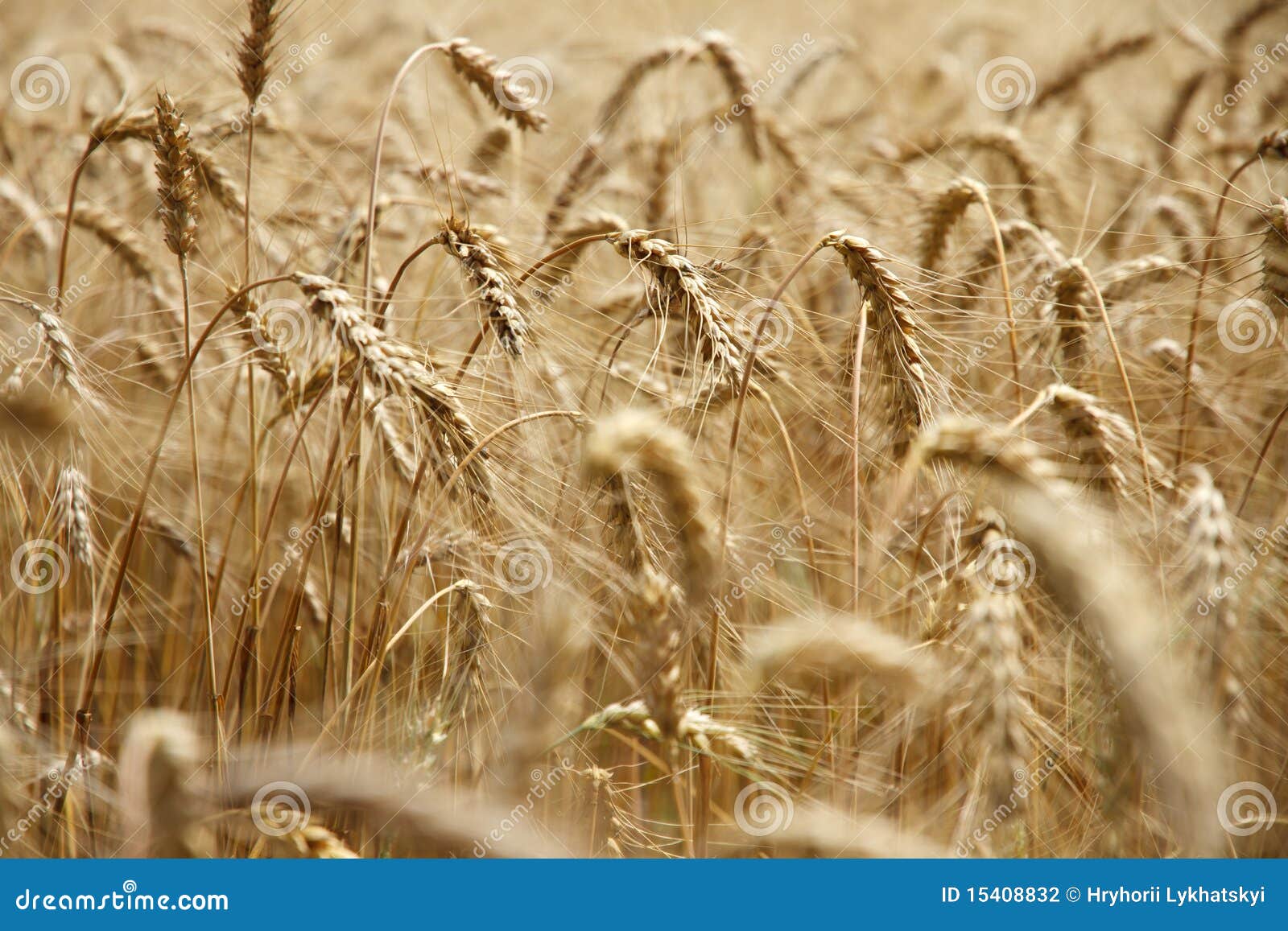 Wheat stock photo. Image of close, crop, macro, gluten - 15408832