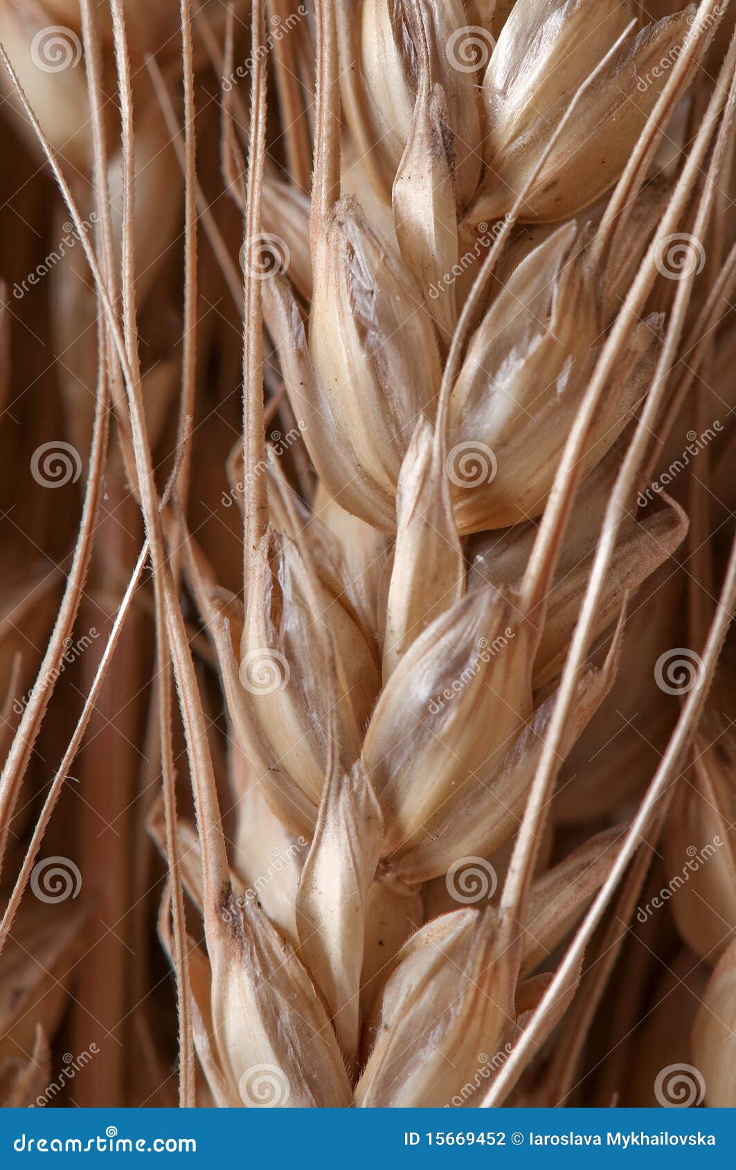Wheat stock photo. Image of stem, vegeterian, close, macro - 15669452