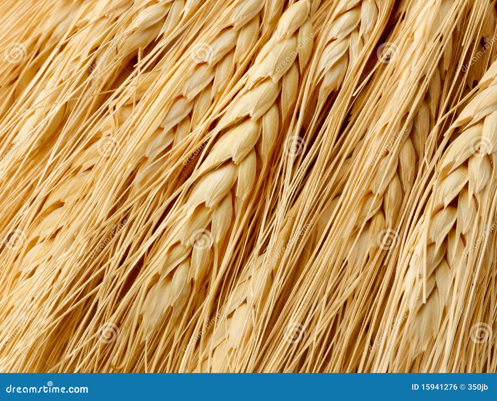 Wheat stock photo. Image of detail, biomass, natural - 15941276