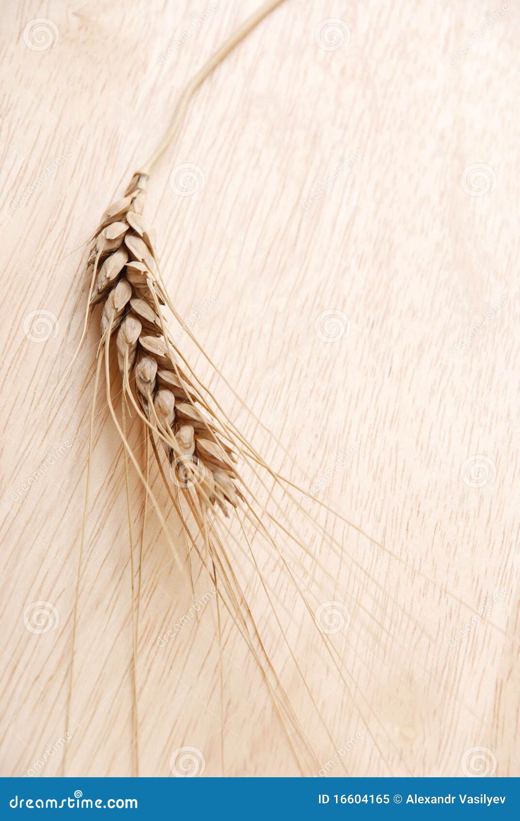 Wheat stock image. Image of agriculture, wheat, nature - 16604165