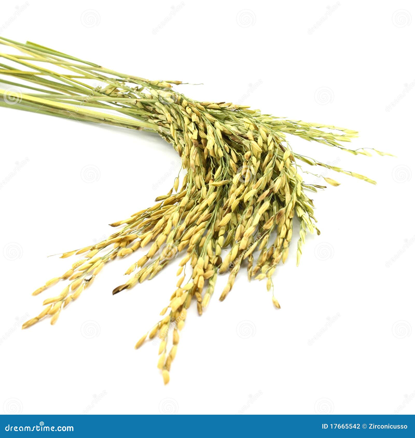 Wheat stock photo. Image of nutrition, ribbon, grain - 17665542