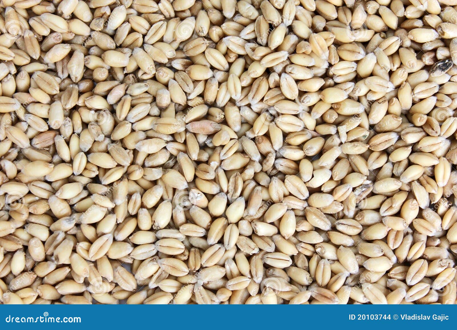Wheat stock photo. Image of foreground, harvest, agriculture - 20103744