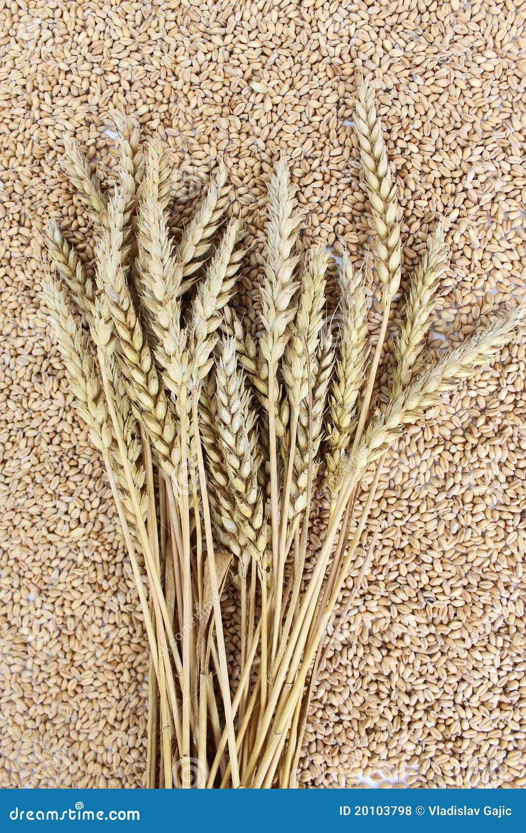 Wheat stock photo. Image of nature, harvesting, cultivated - 20103798