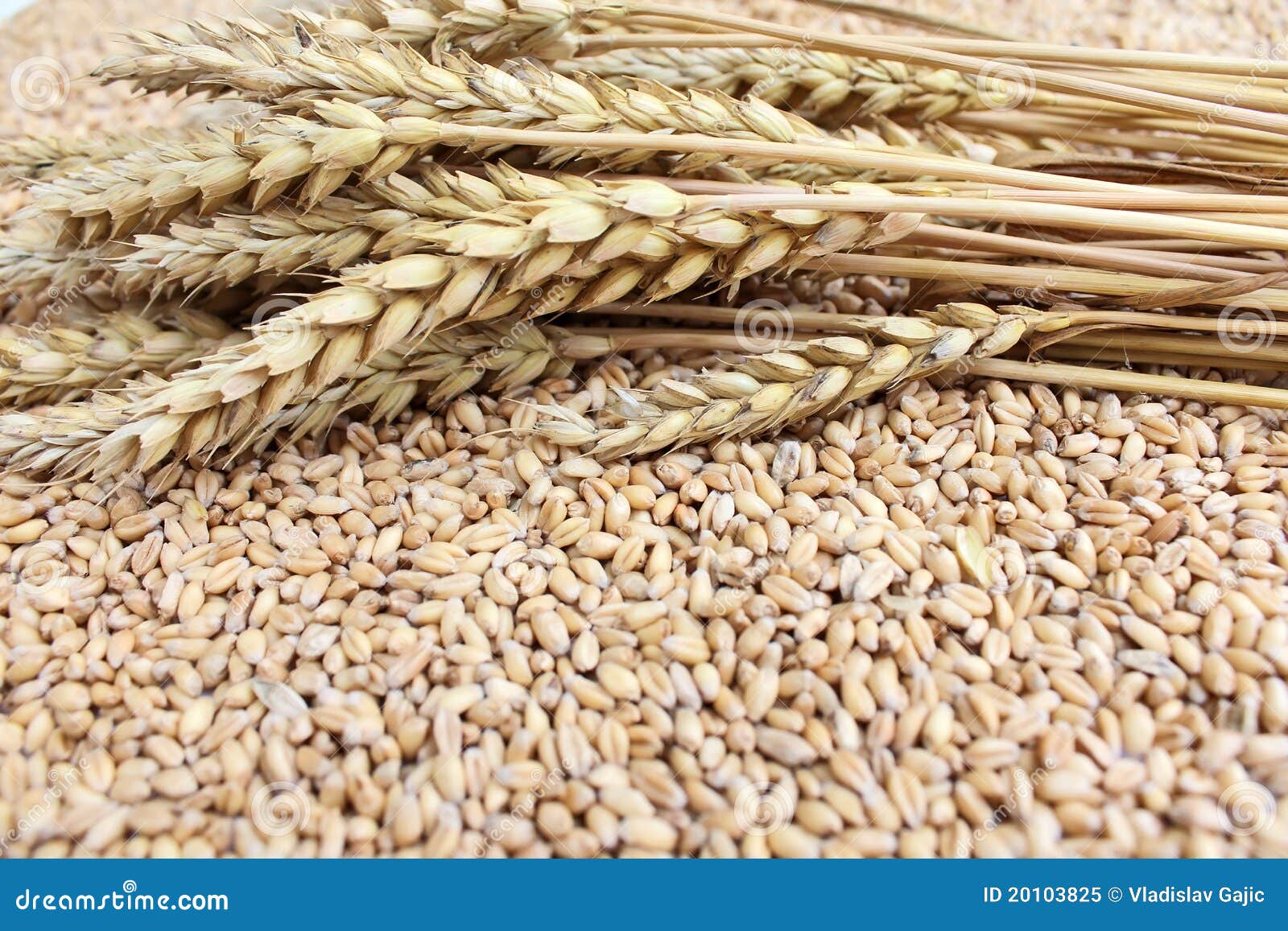 Wheat stock image. Image of harvesting, food, farm, organic - 20103825