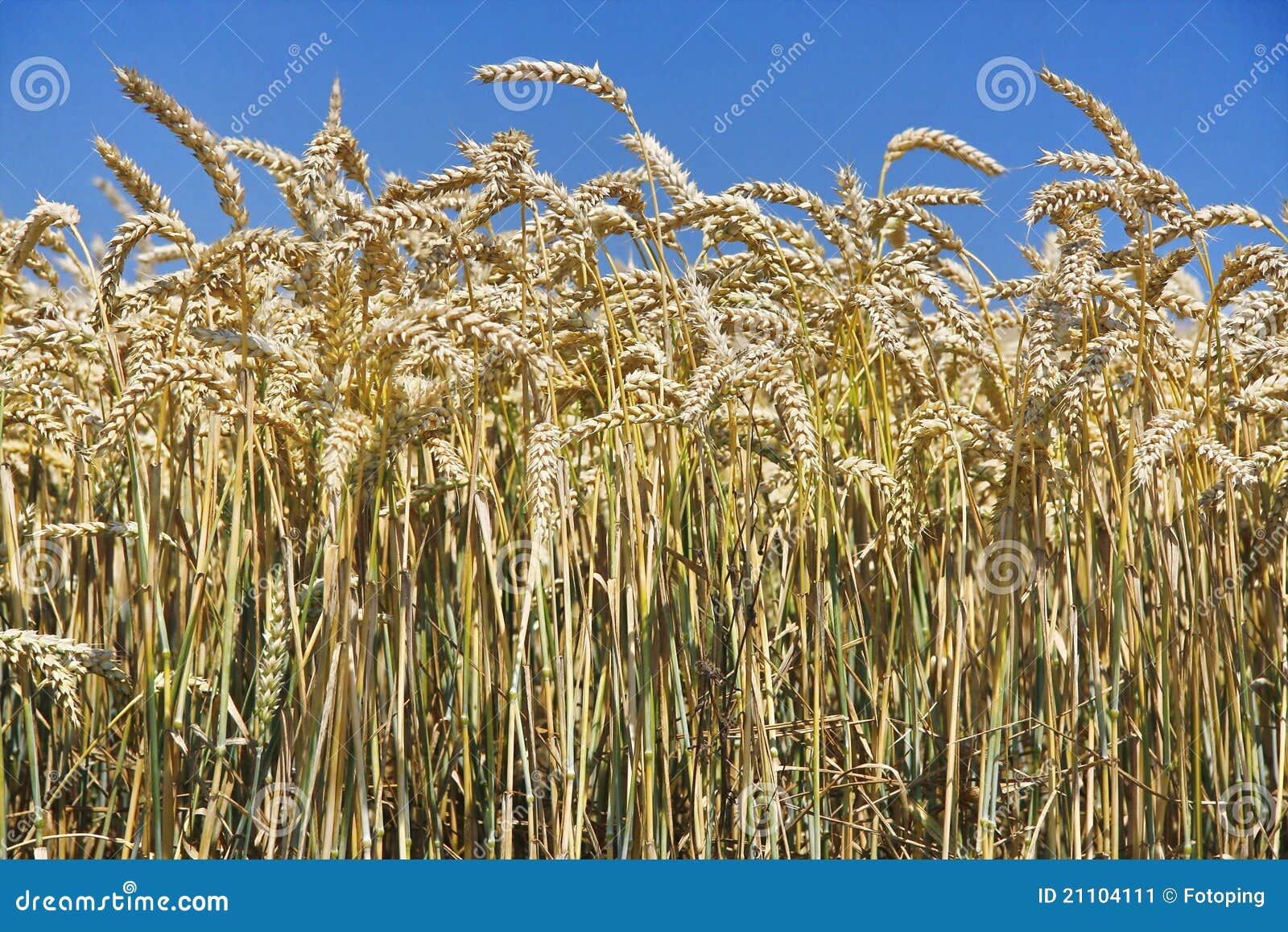Wheat stock image. Image of farm, food, perspective, agricultural ...