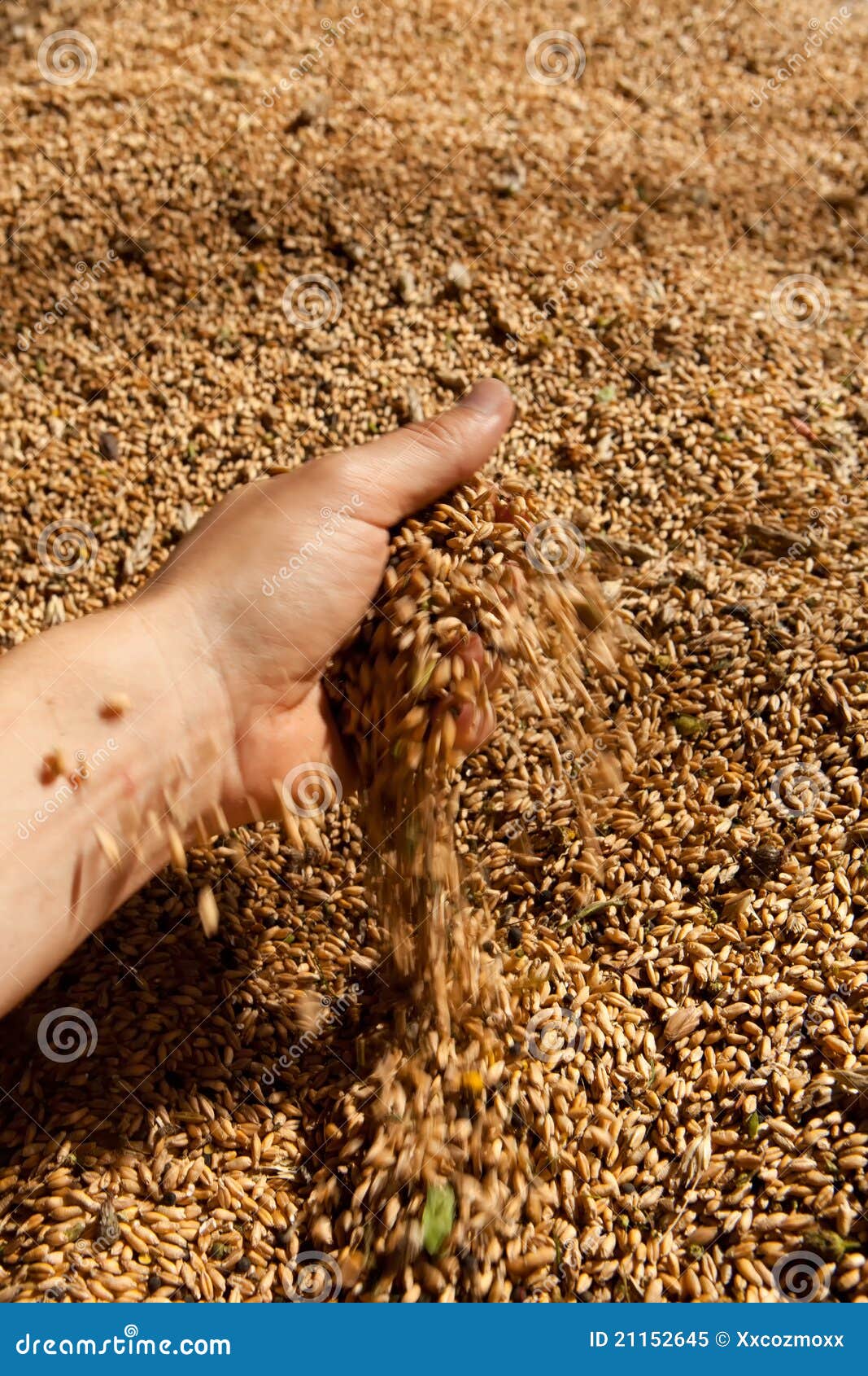 Wheat stock image. Image of human, culture, grow, harvesting - 21152645