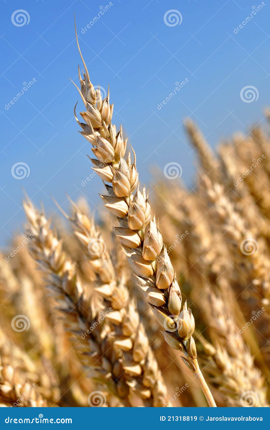 Wheat stock image. Image of bread, corn, blue, outdoor - 21318819