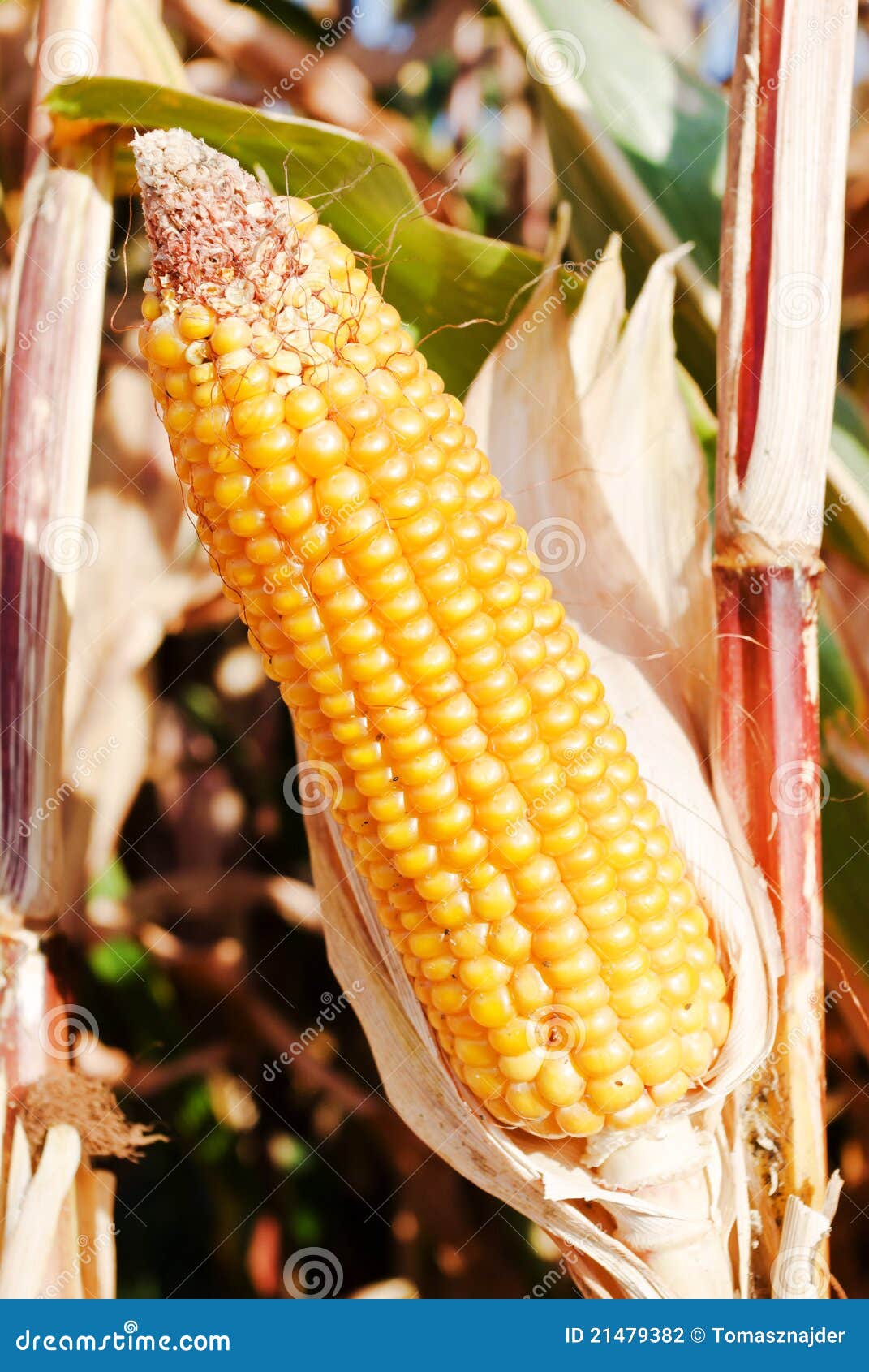 Wheat stock photo. Image of countryside, harvest, landscape - 21479382