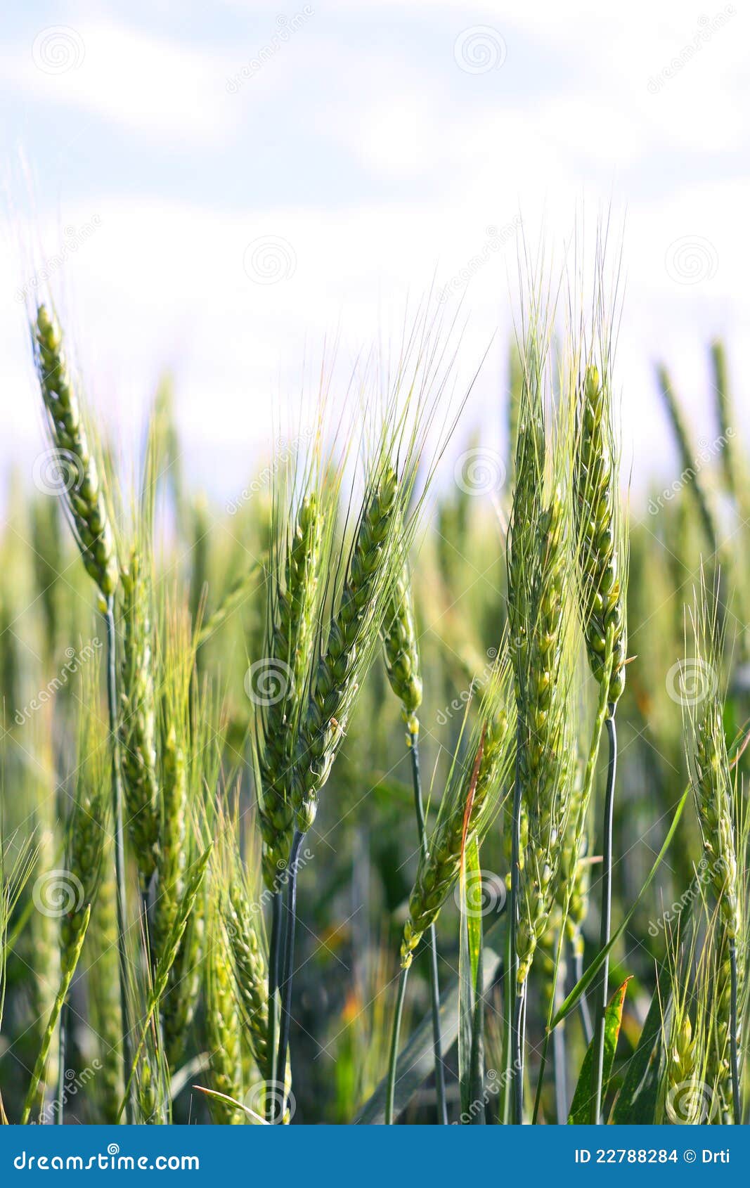 A wheat stock photo. Image of fluffy, life, lawn, cloud - 22788284