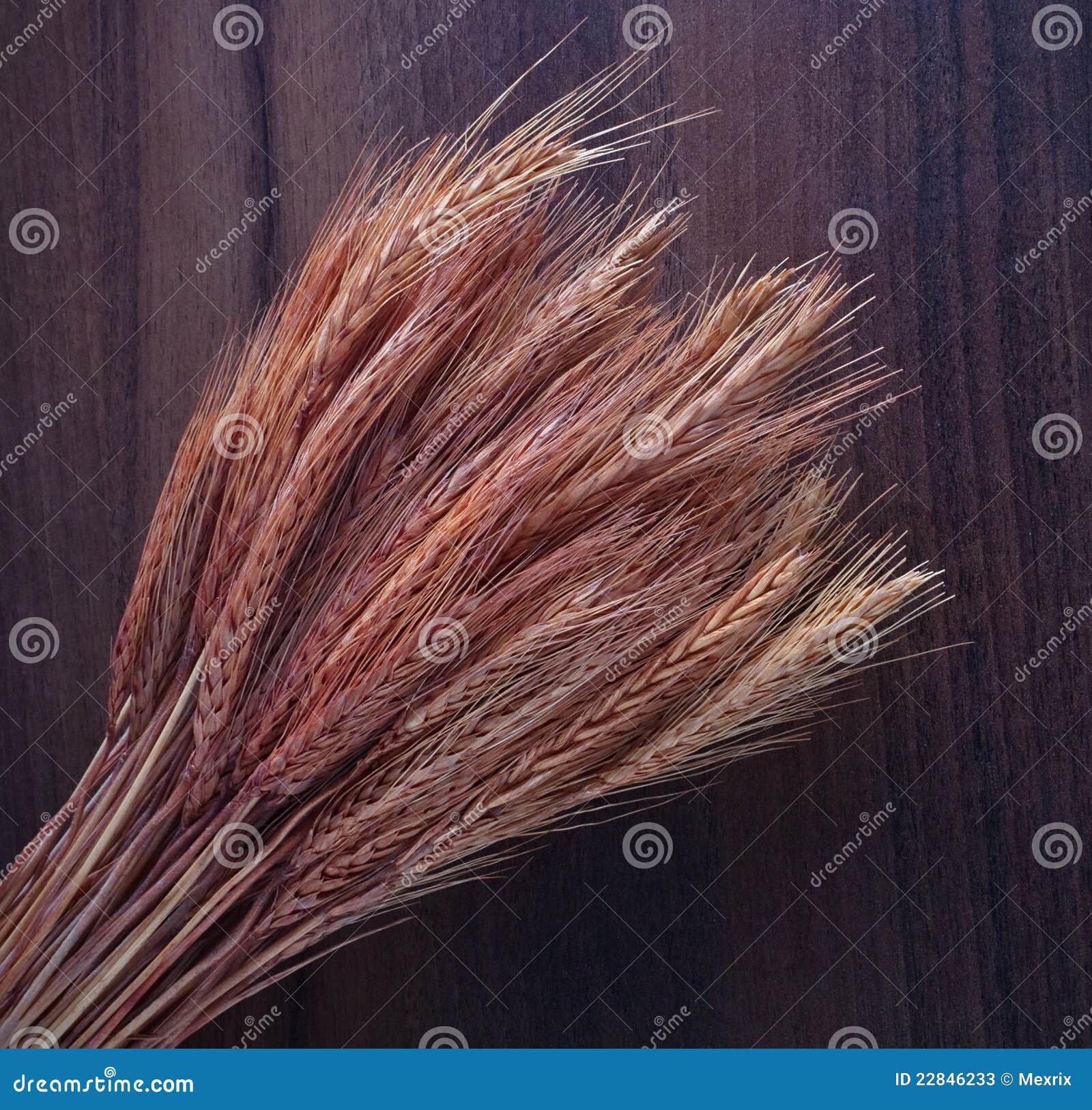 Wheat stock image. Image of meal, grain, cultivation - 22846233
