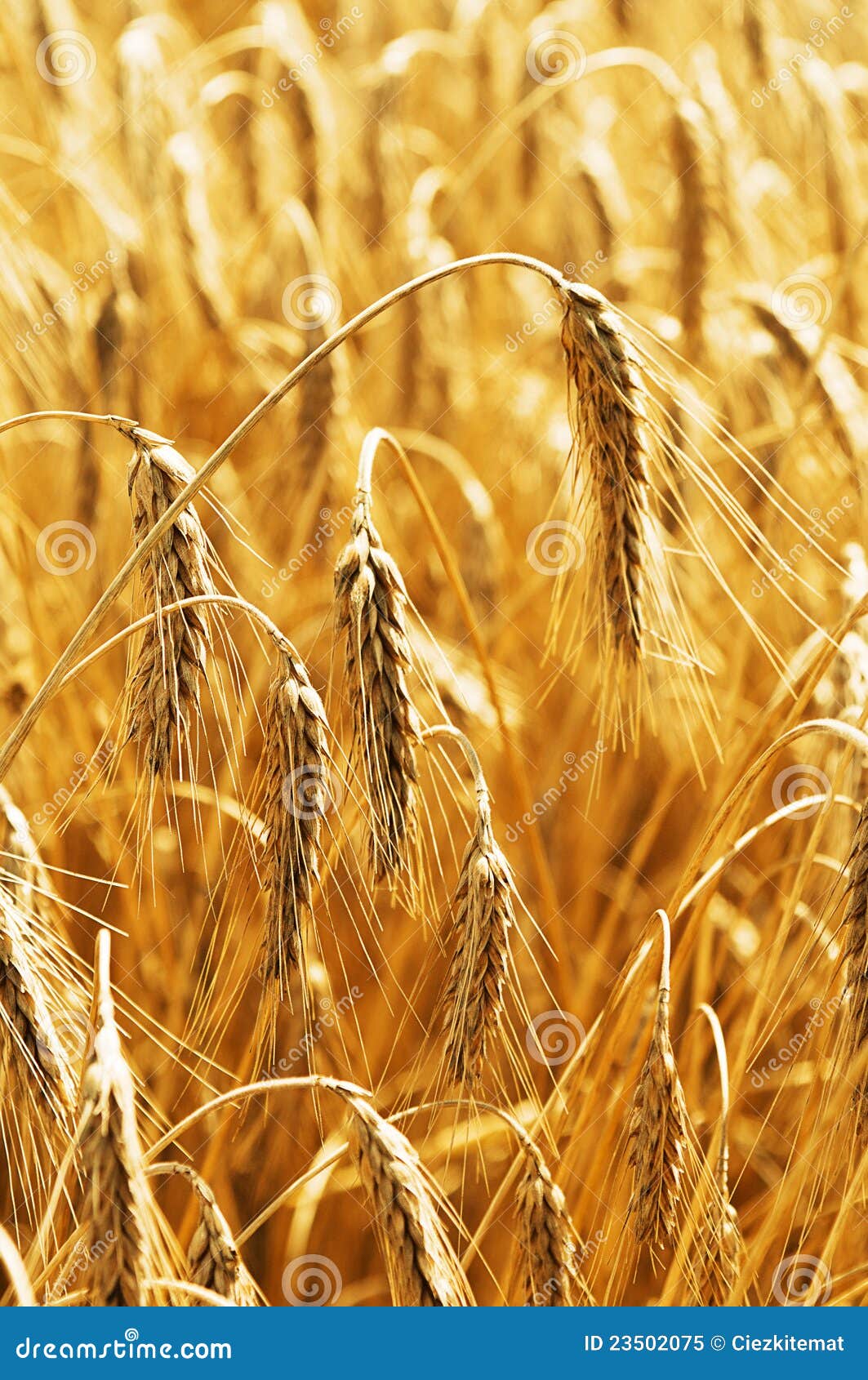Golden ripe wheat stock image. Image of ears, field, bright - 23502075