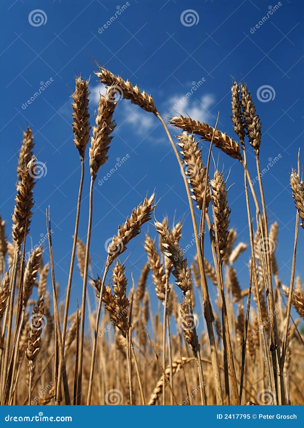 Wheat stock image. Image of blue, countryside, health - 2417795