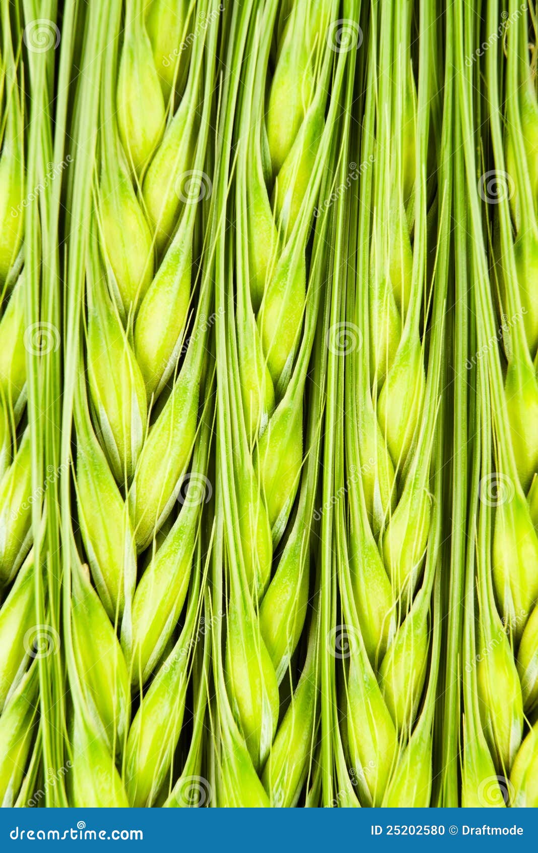 Wheat stock photo. Image of nature, closeup, cereal, stem - 25202580