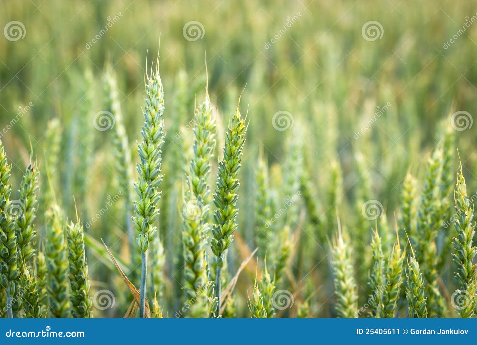Wheat stock image. Image of grain, crop, countryside - 25405611