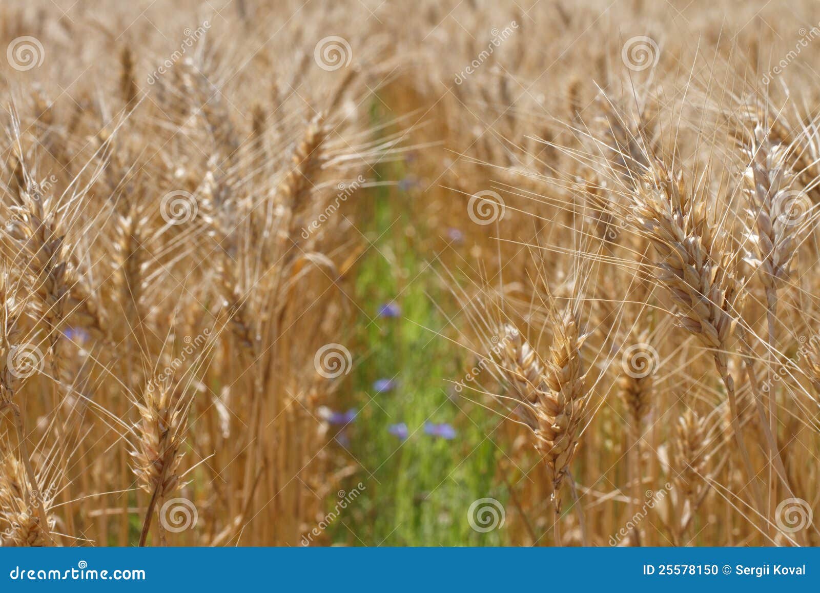 Wheat stock photo. Image of nature, foreground, front - 25578150