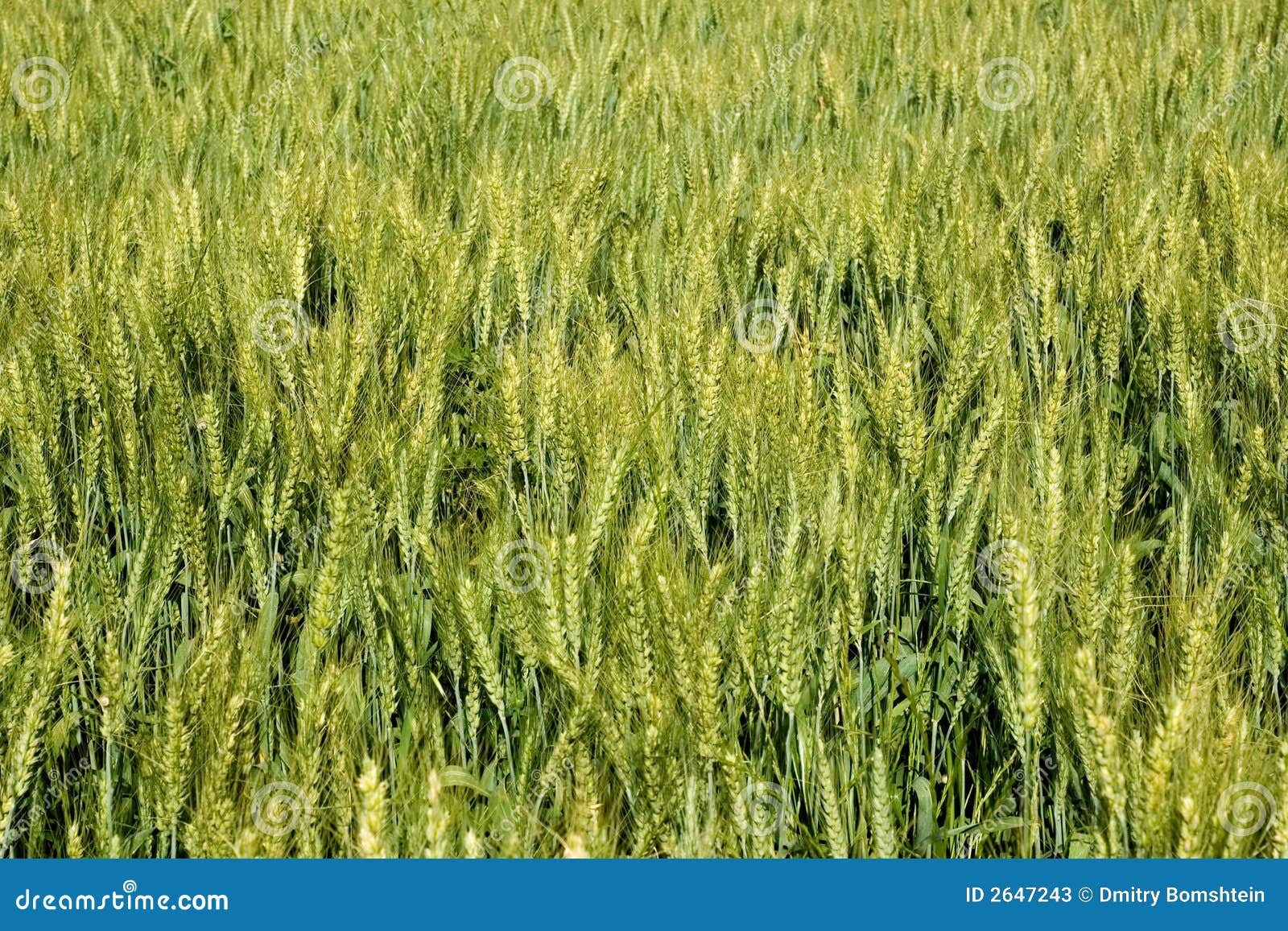 Wheat Picture. Image: 2647243