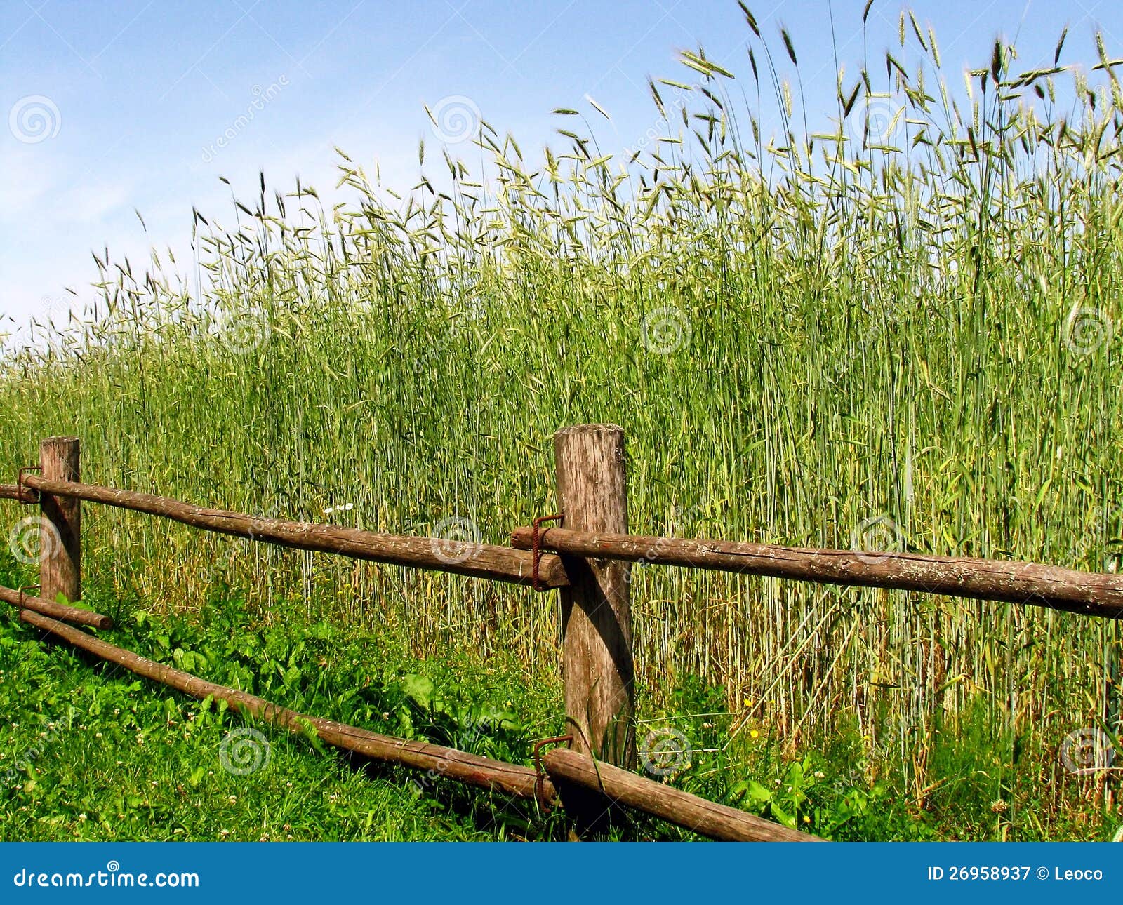 Wheat stock image. Image of cereals, fence, barrier, wheat - 26958937