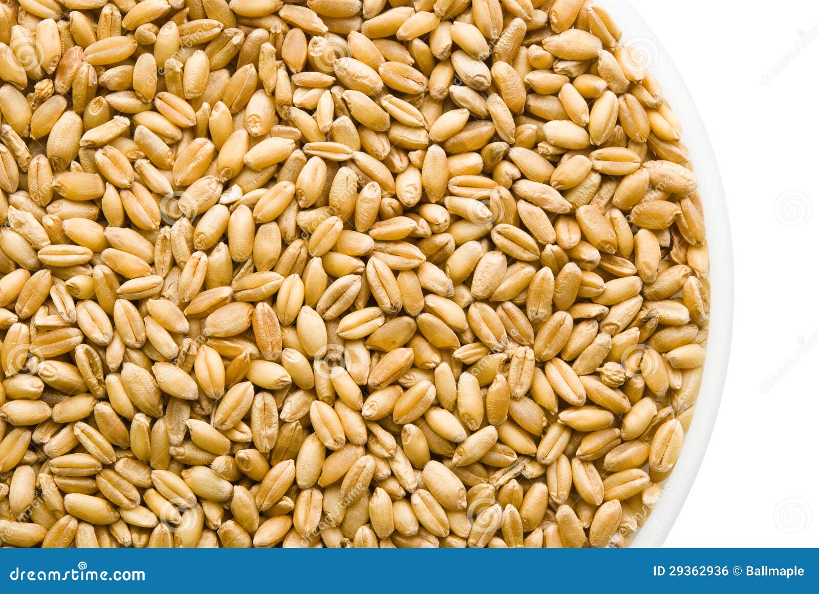 Wheat stock photo. Image of particle, full, healthy, nature - 29362936