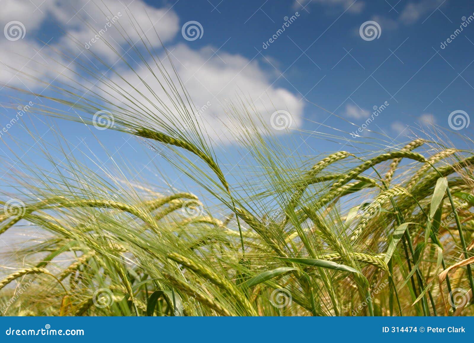 Wheat stock photo. Image of farm, blue, detail, cereals - 314474
