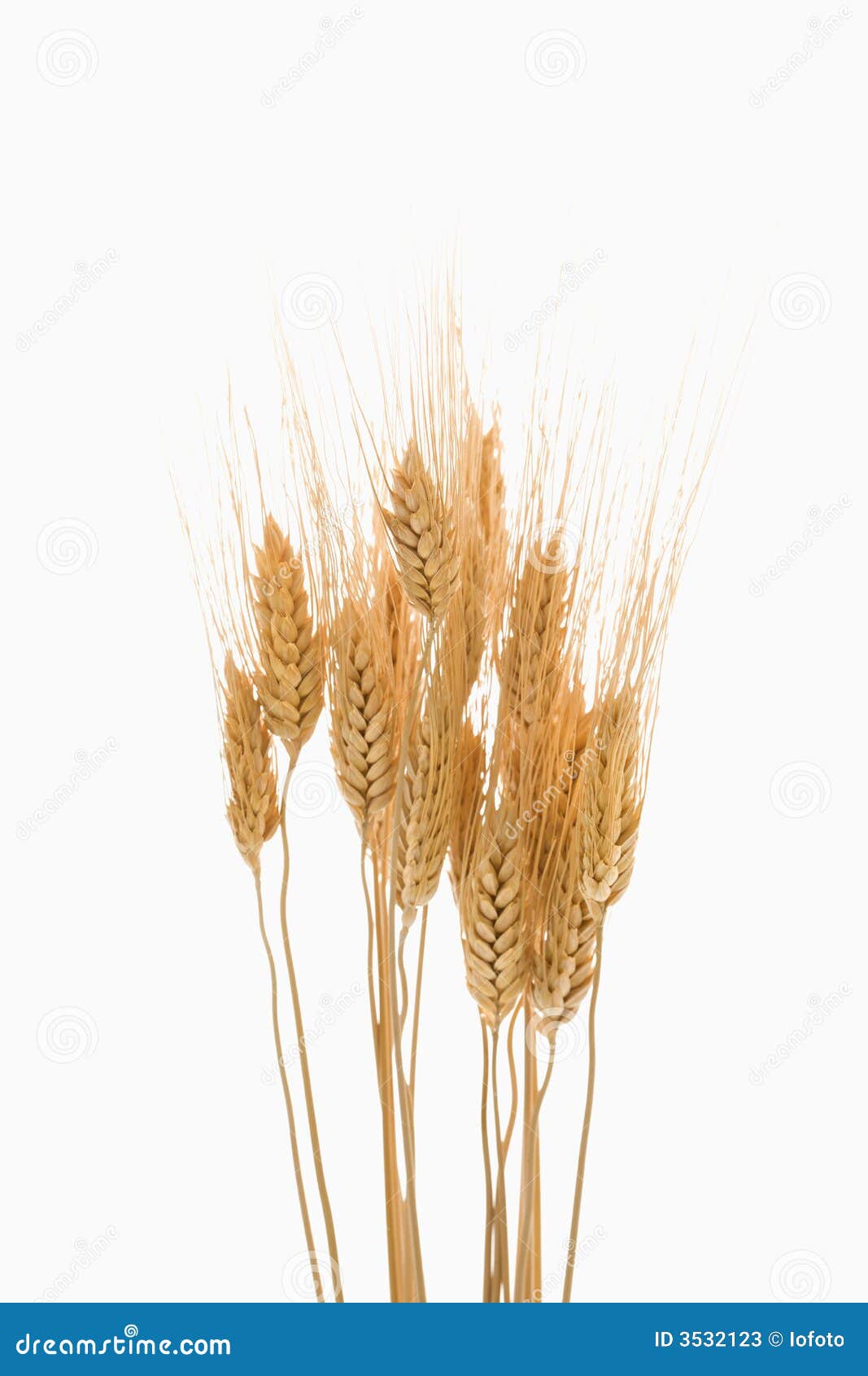 Wheat. stock image. Image of vertical, cereal, crop, triticum - 3532123
