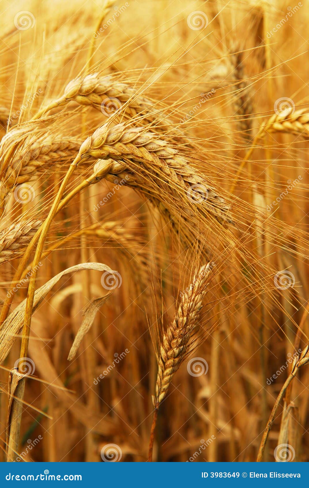 Wheat stock image. Image of farm, farming, closeup, field - 3983649