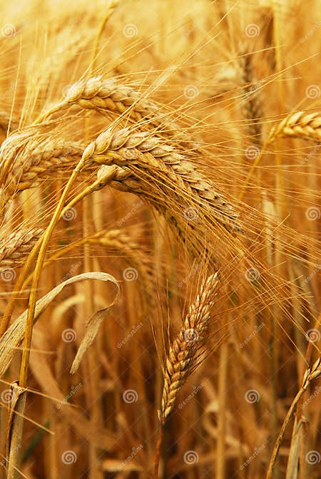 Wheat stock image. Image of farm, farming, closeup, field - 3983649