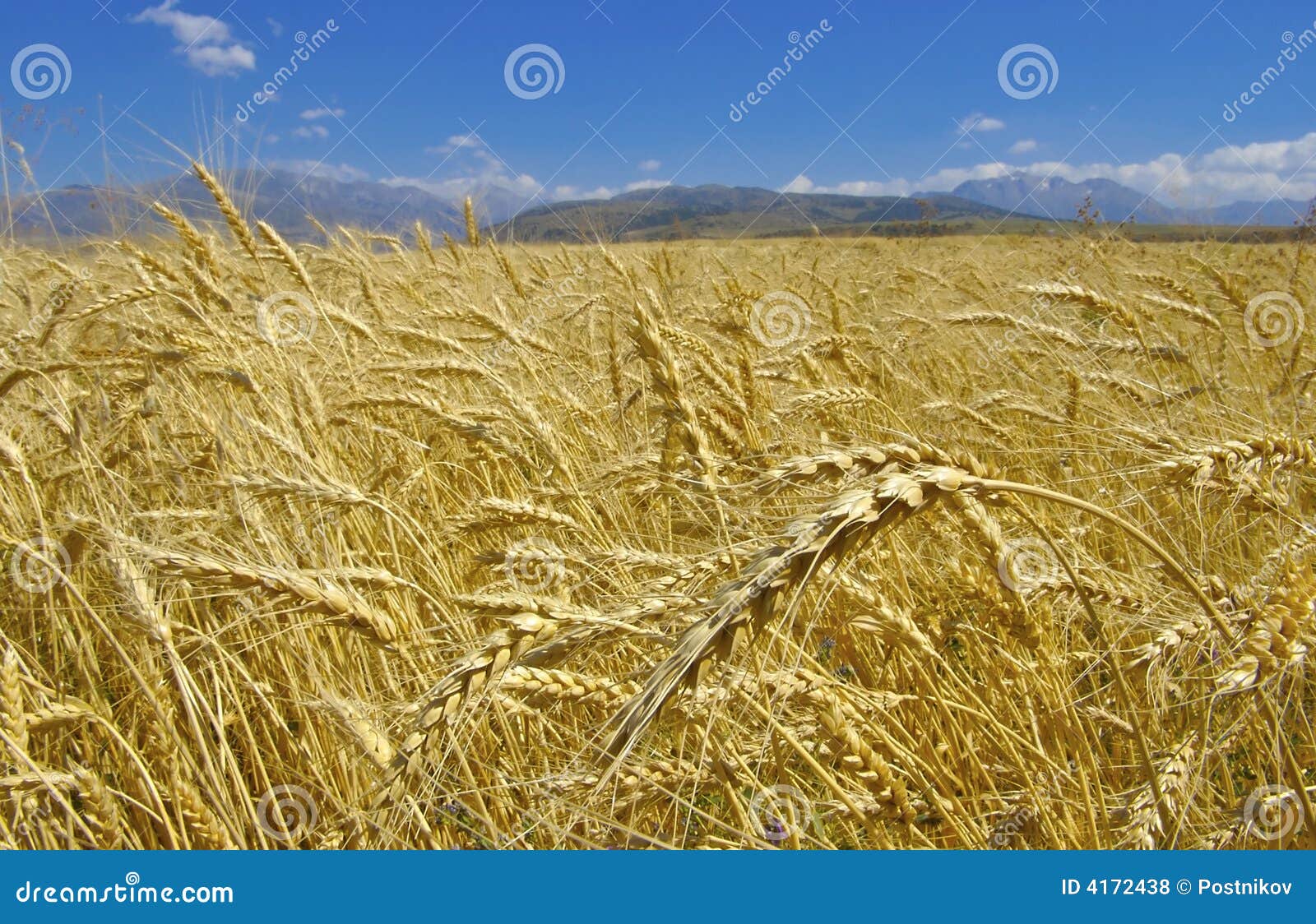 Wheat stock photo. Image of lifestyle, nature, crop, rural - 4172438