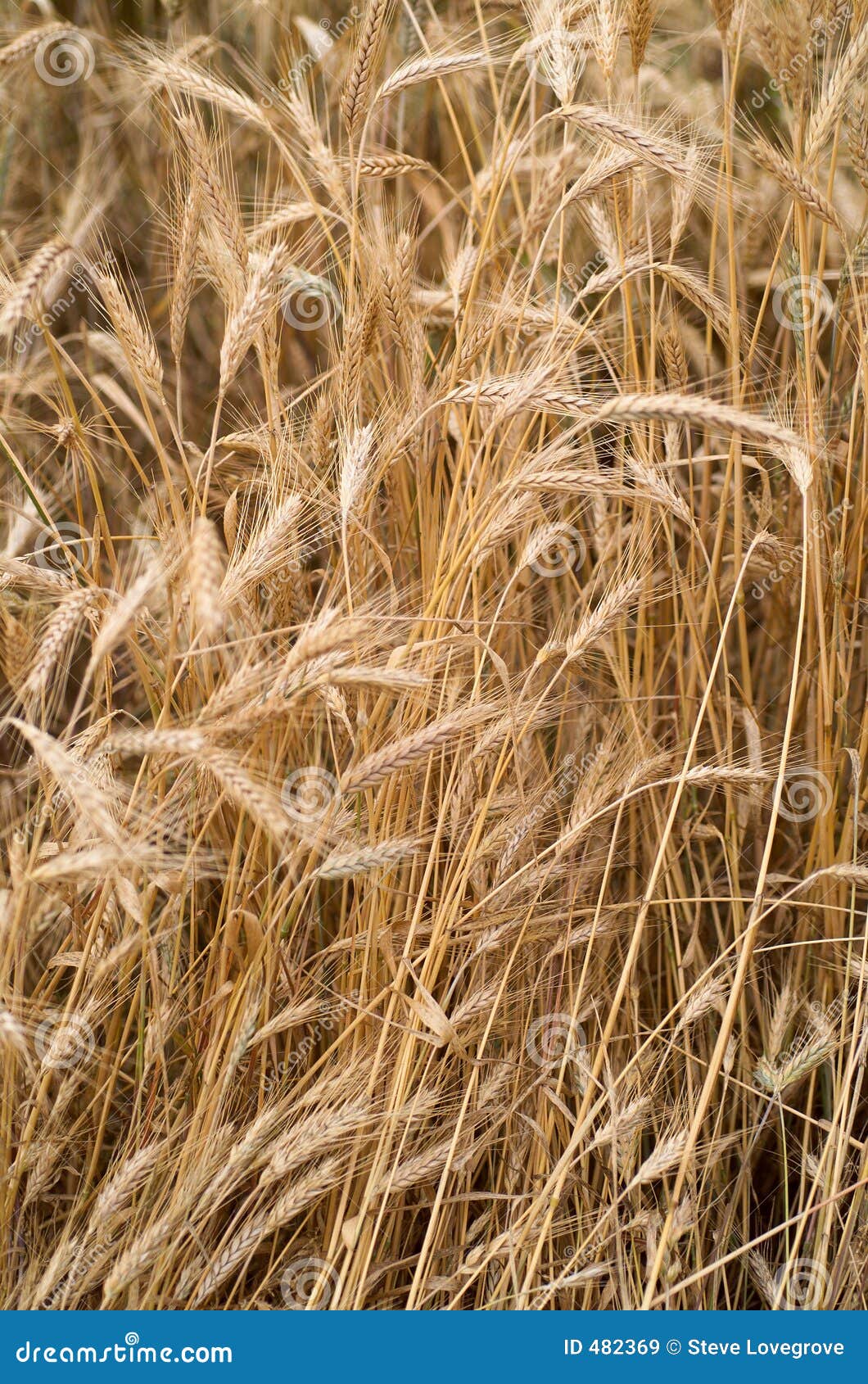 Wheat stock image. Image of head, nature, feed, cereal - 482369
