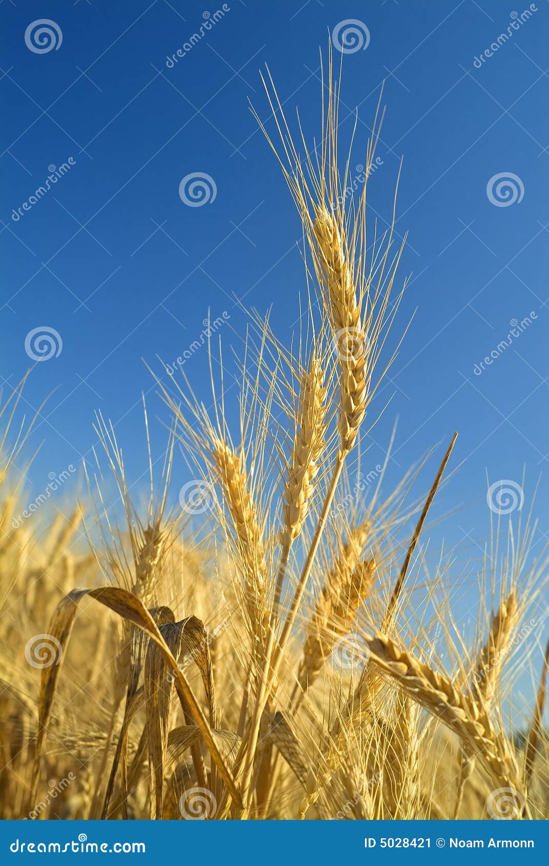 Two Stalk Of Wheat, Two Twig Yellow Millet And One Red Millet Royalty ...