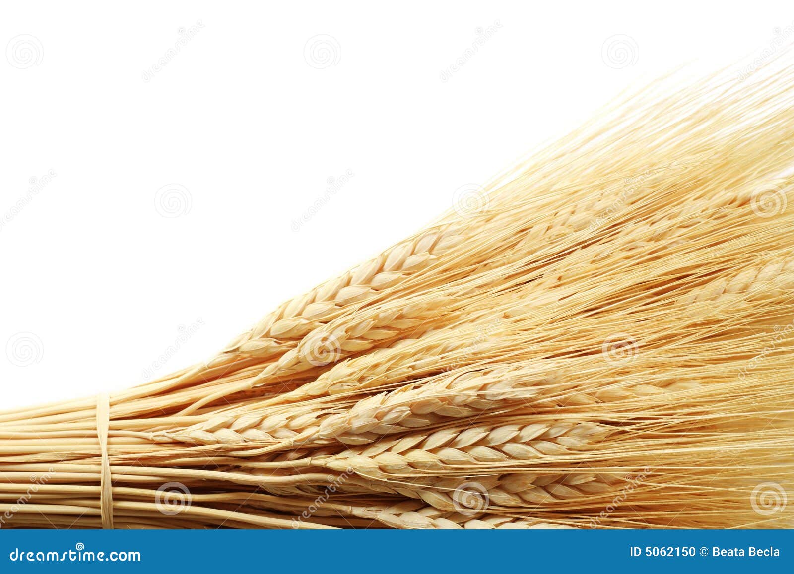 Wheat stock photo. Image of summer, frame, thanksgiving - 5062150