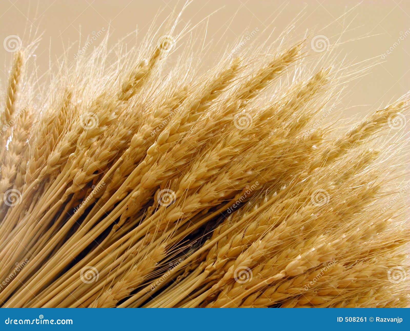 Wheat stock image. Image of crop, summer, rural, grain - 508261