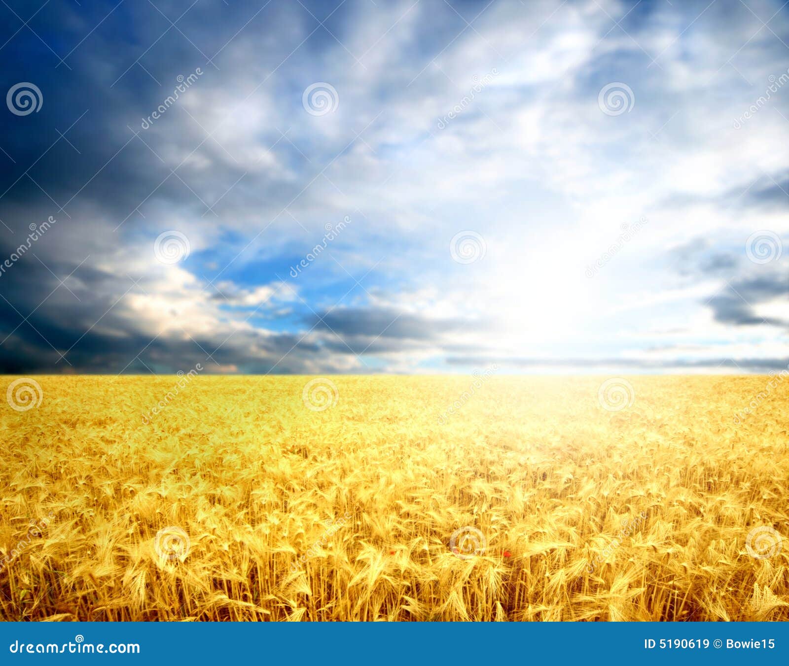 Wheat stock image. Image of season, natural, agriculture - 5190619